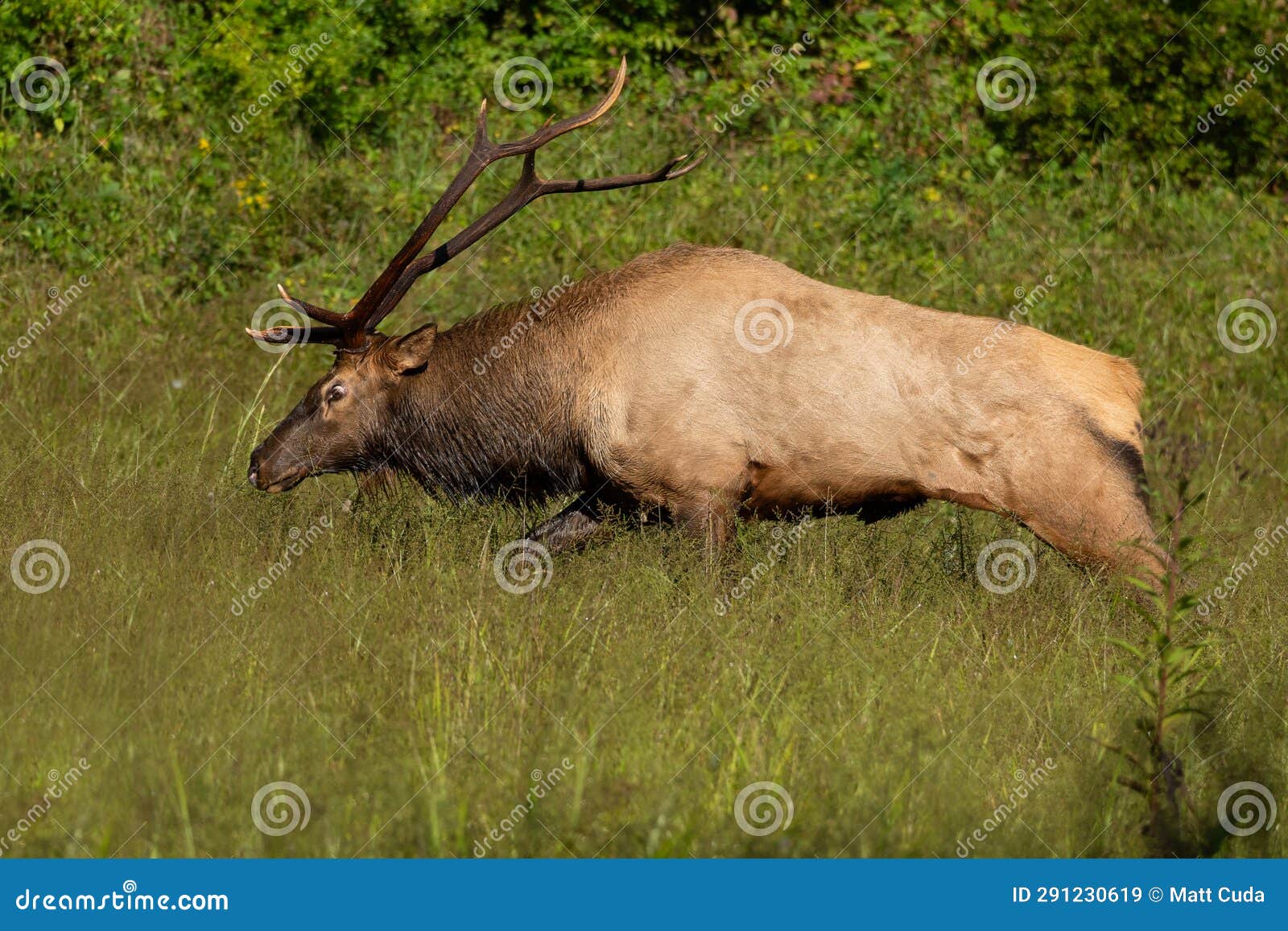 Bull Elk Running stock image. Image of animals, animal - 291230619