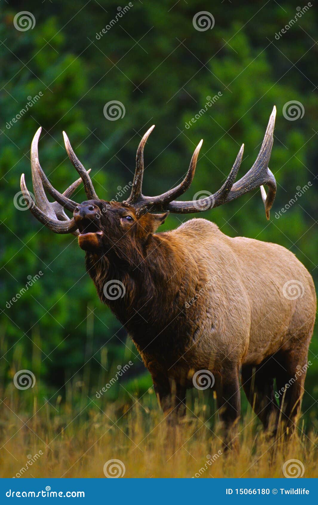 Bull Elk Bugling stock photo. Image of wapiti, bull, mountain - 15066180
