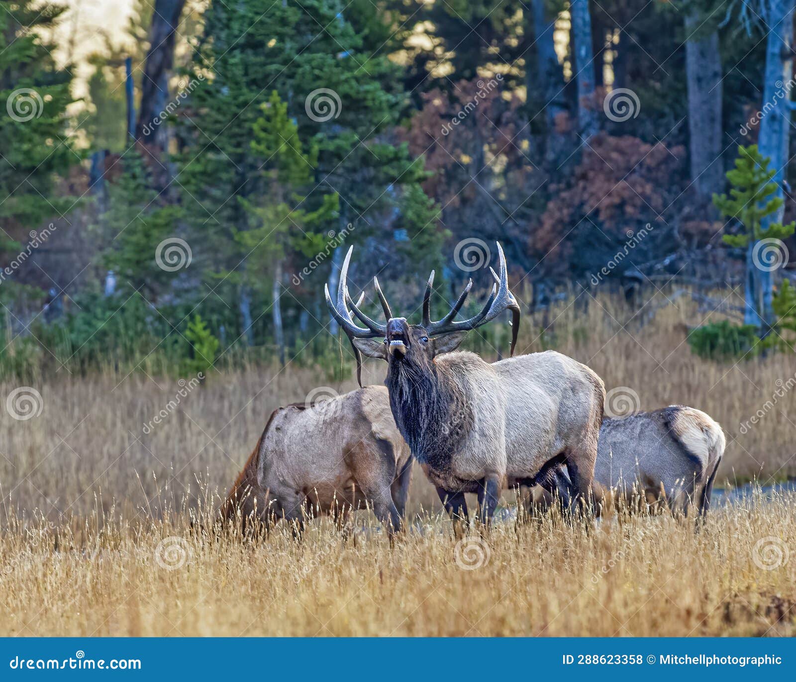 Bull Elk Standing and Bugling Stock Photo - Image of females, graze ...