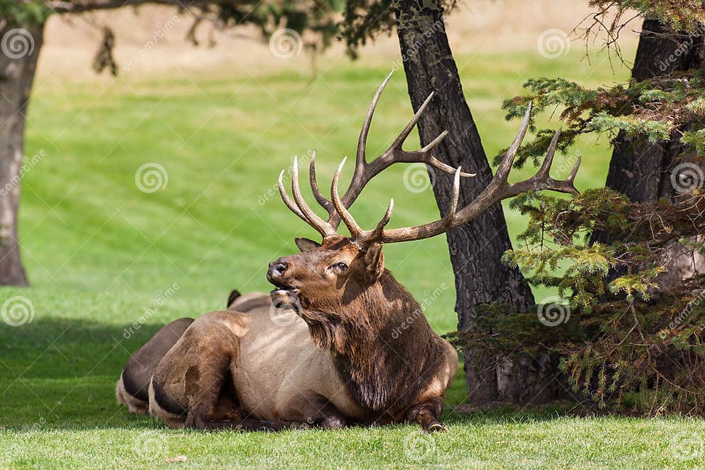 Bull Elk Bugling while Bedded Stock Image - Image of mammal, mountain ...
