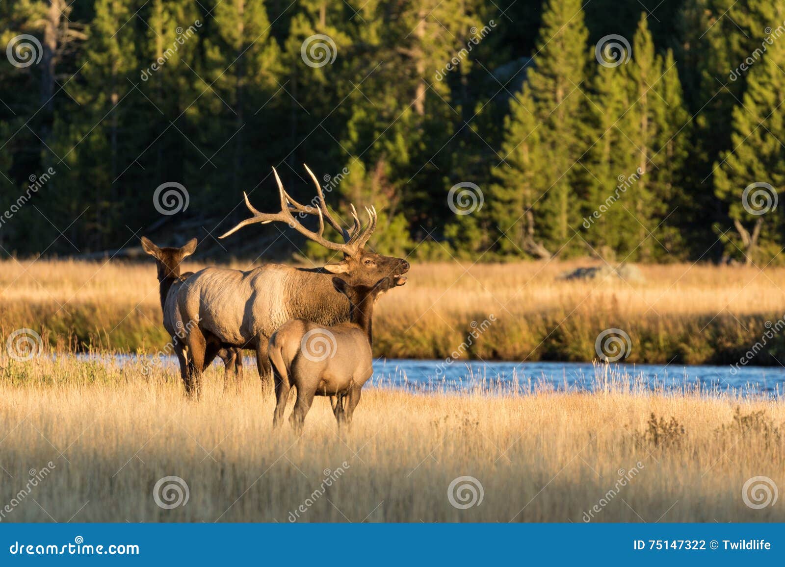 Bull Elk Bugling at Cows in Rut Stock Photo - Image of fall, nature ...