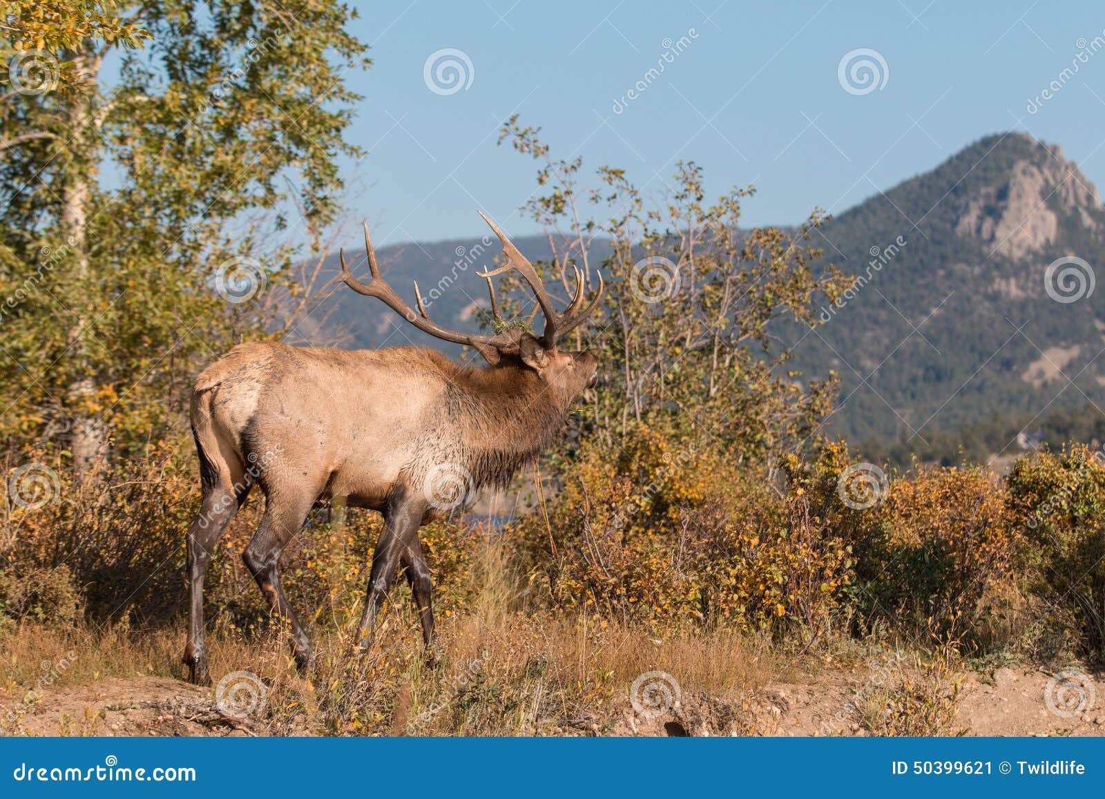 Bull Elk Bugling stock image. Image of mammal, bull, bugling - 50399621
