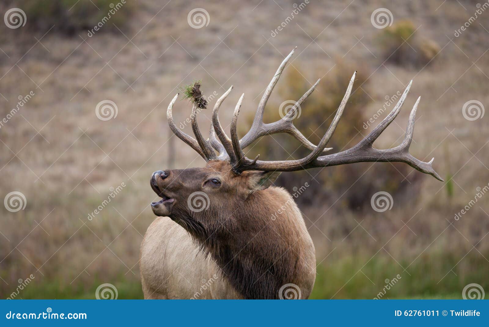 Bull Elk Bugling stock image. Image of bull, autumn, colorado - 62761011