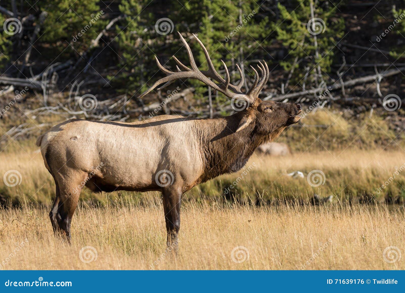Bull Elk Bugling stock photo. Image of mammal, bull, outdoors - 71639176