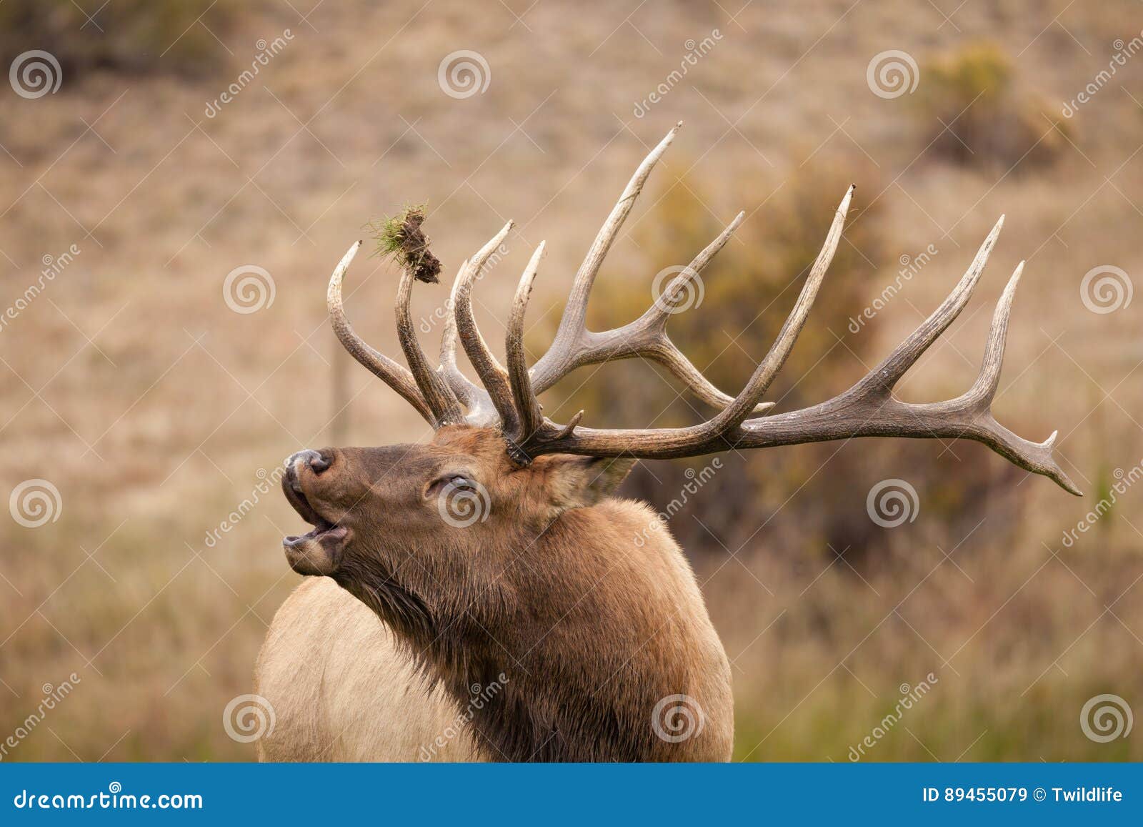 Bull Elk Bugling stock image. Image of outdoors, deer - 89455079
