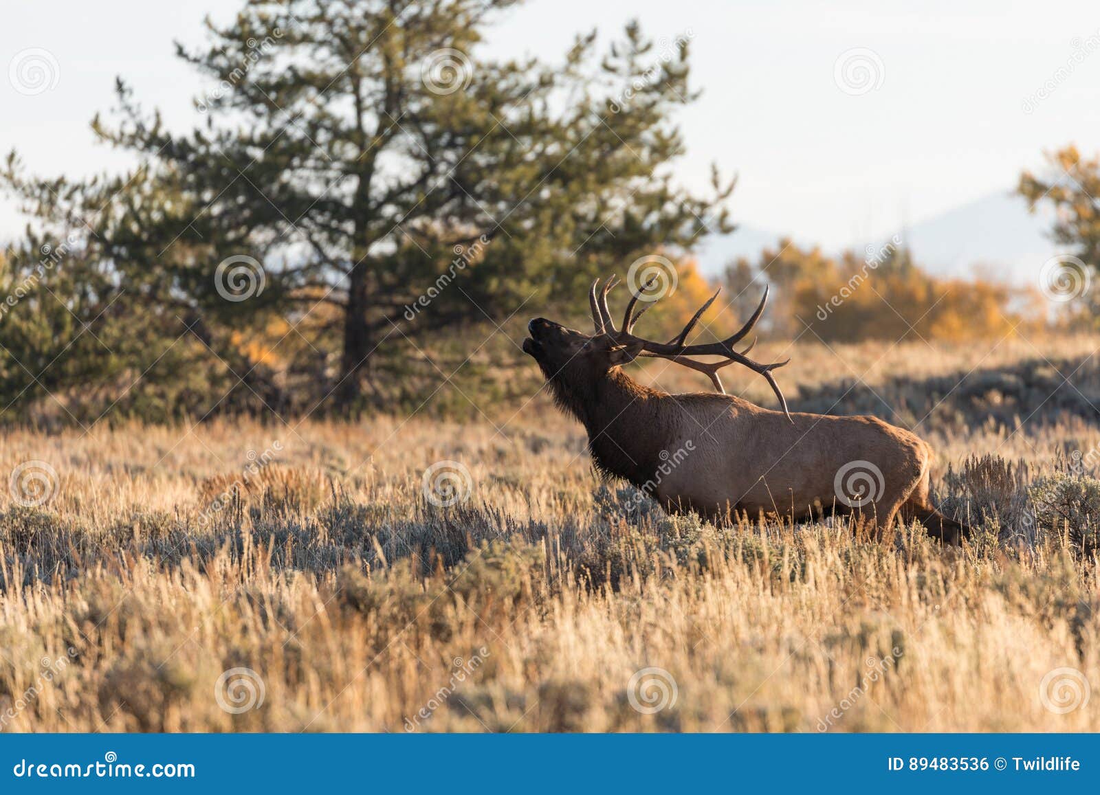 Bull Elk Bugling stock photo. Image of wildlife, nature - 89483536