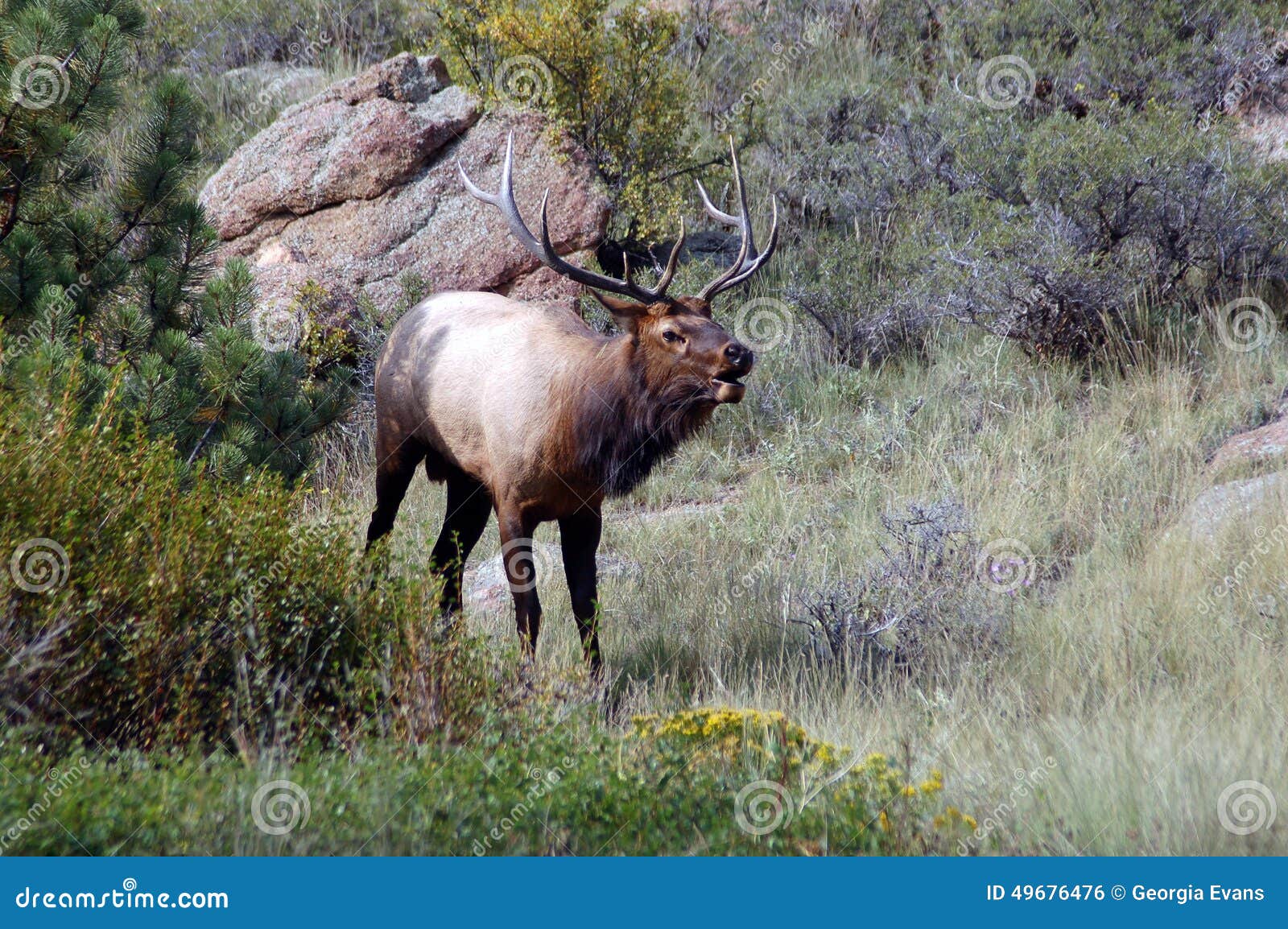 Bull elk bugling stock photo. Image of animalia, wildlife - 49676476