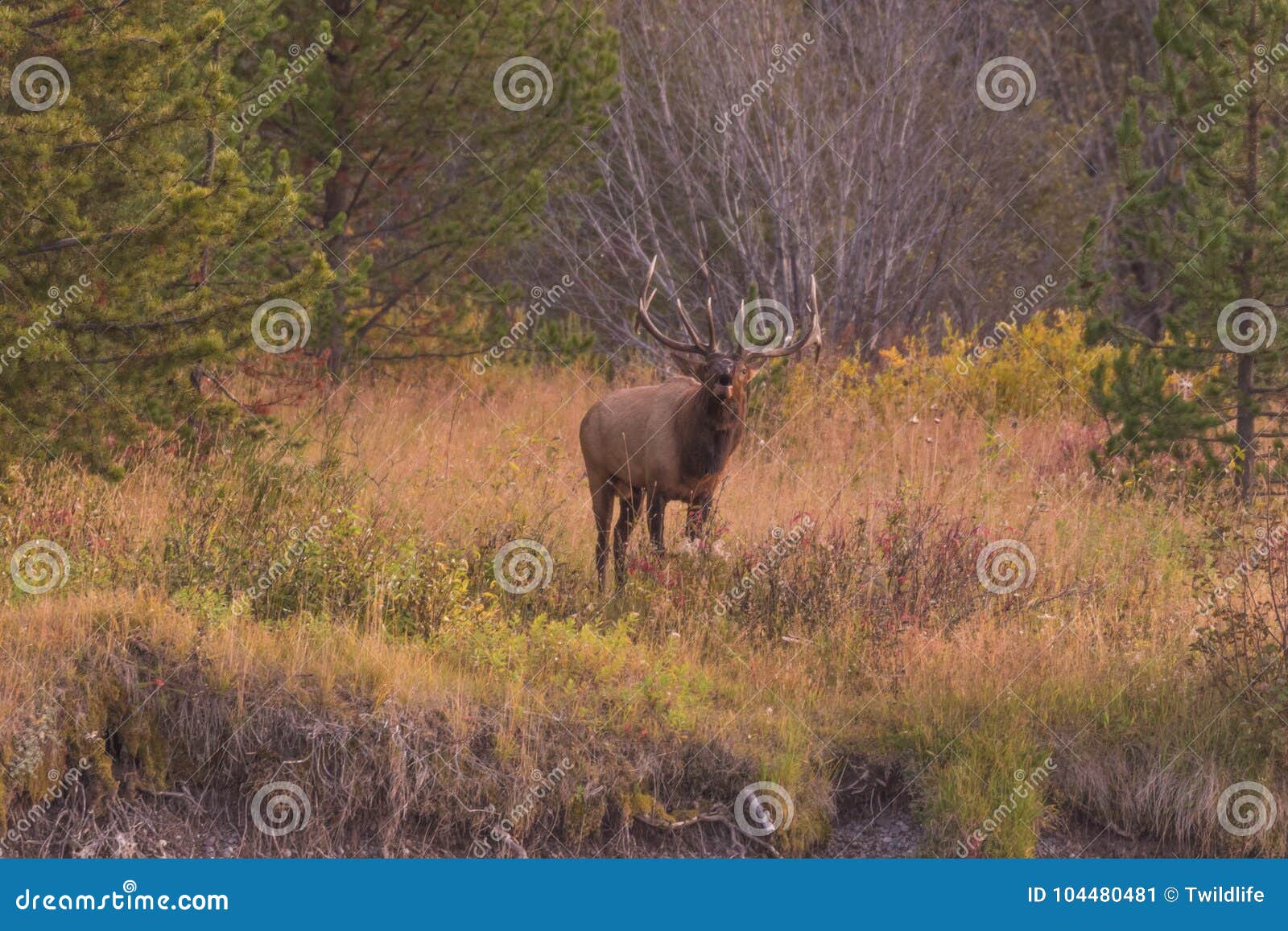 Bull Elk Bugling in the Fall Rut Stock Image - Image of wyoming ...
