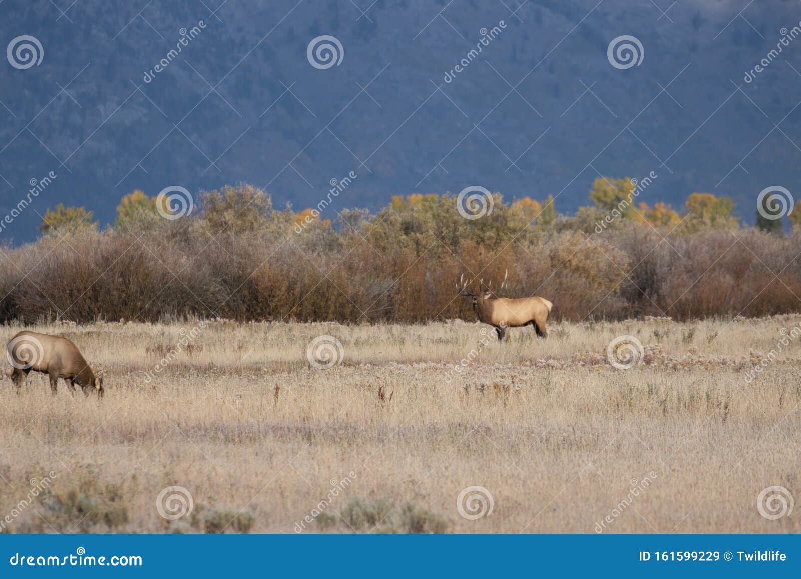 Bull Elk Bugling in the Fall Rut Stock Image - Image of wyoming, animal ...