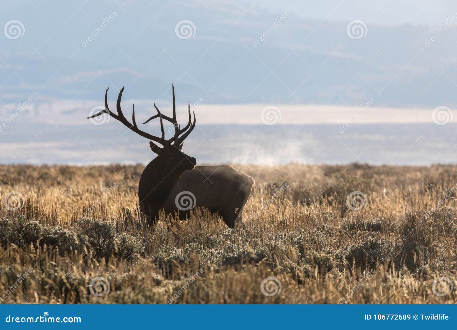 Bull Elk Bugling in the Fall Rut Stock Image - Image of deer, animal ...