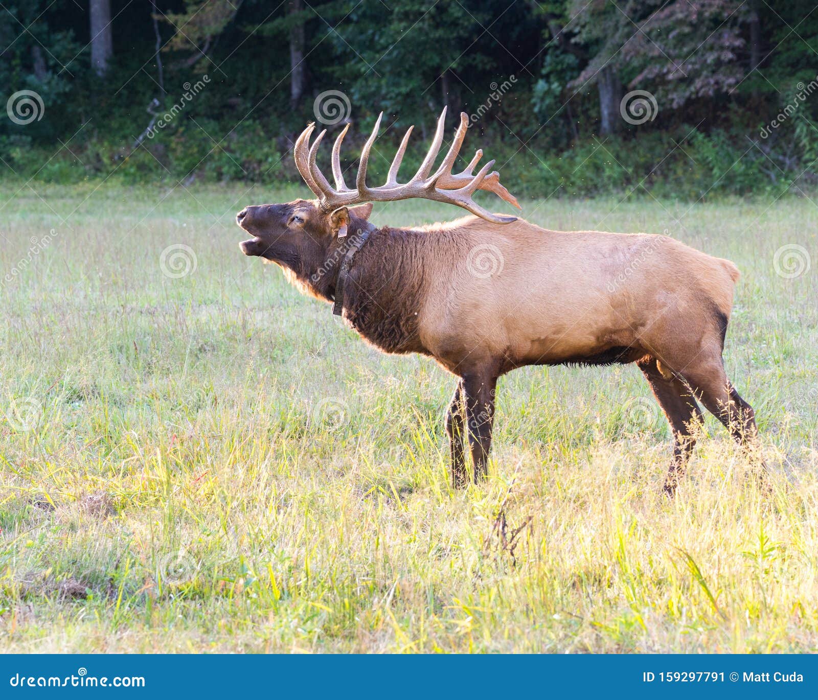 Bull Elk Bugling stock image. Image of elks, bugle, animal - 159297791