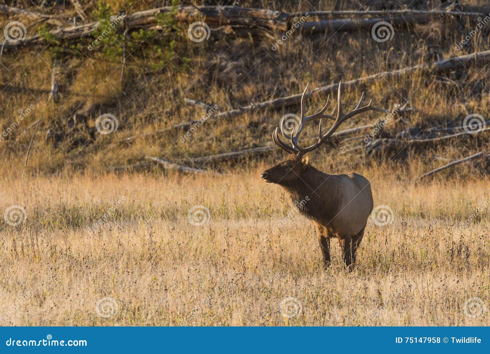 Bull Elk Bugling in Meadow stock photo. Image of outdoors - 75147958