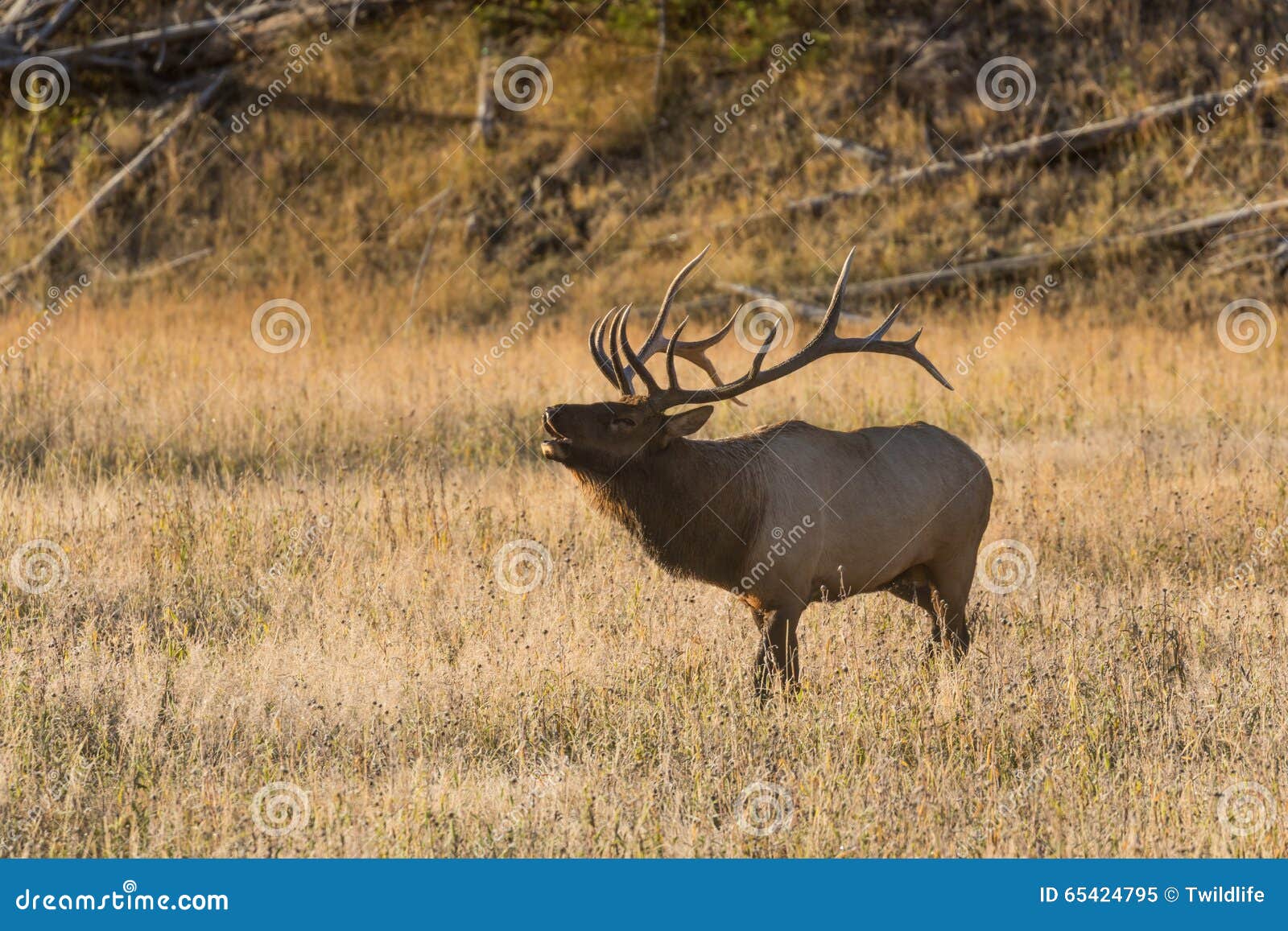 Bull Elk Bugling stock image. Image of outdoors, wildlife - 65424795
