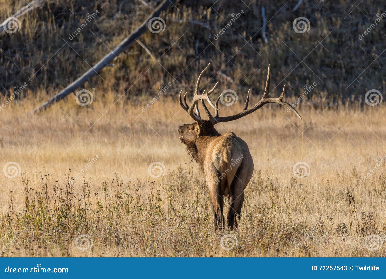 Bull Elk Bugling in Meadow stock image. Image of wildlife - 72257543