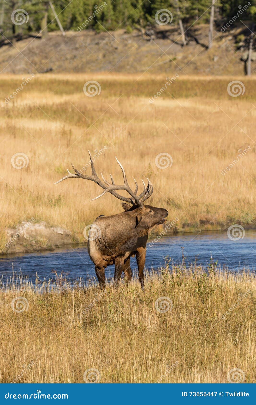 Bull Elk Bugling in Meadow stock image. Image of nature - 73656447