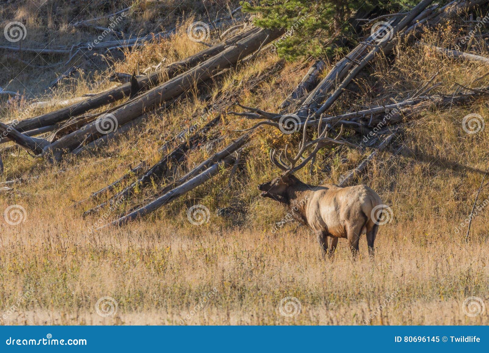 Bull Elk Bugling in Meadow stock image. Image of bull - 80696145
