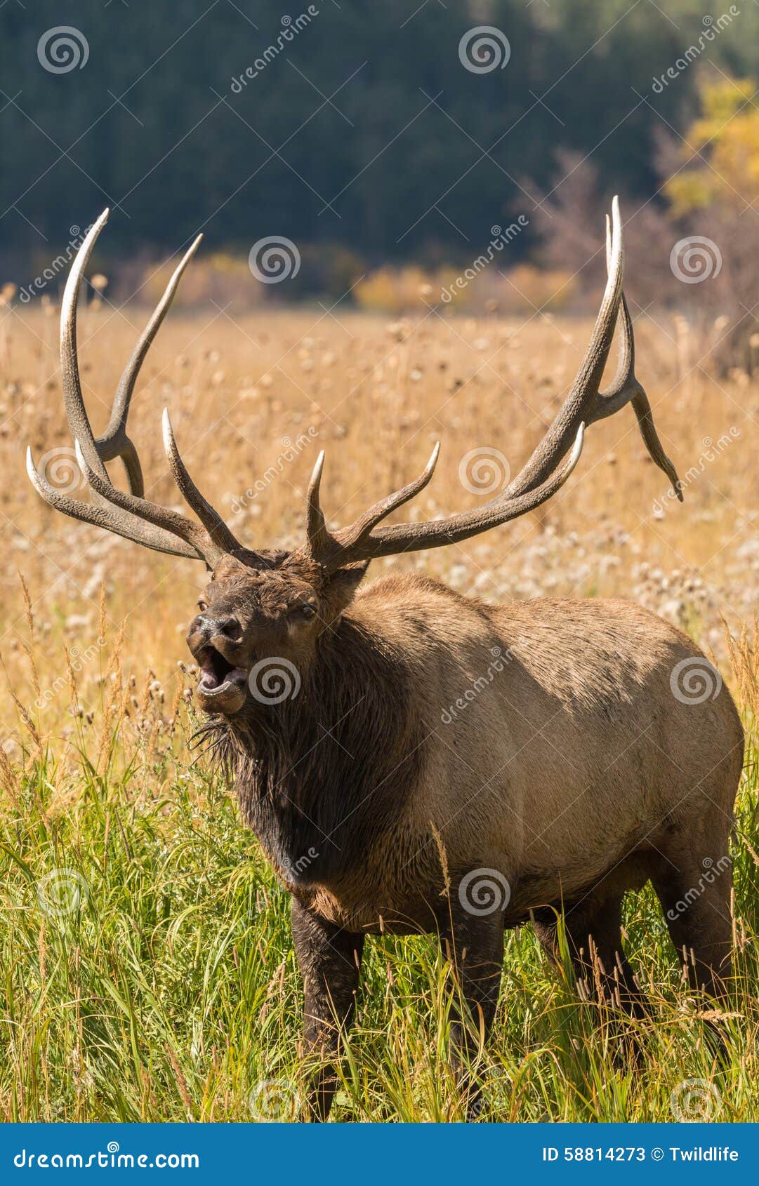 Bull Elk Bugling stock image. Image of bugling, wildlife - 58814273