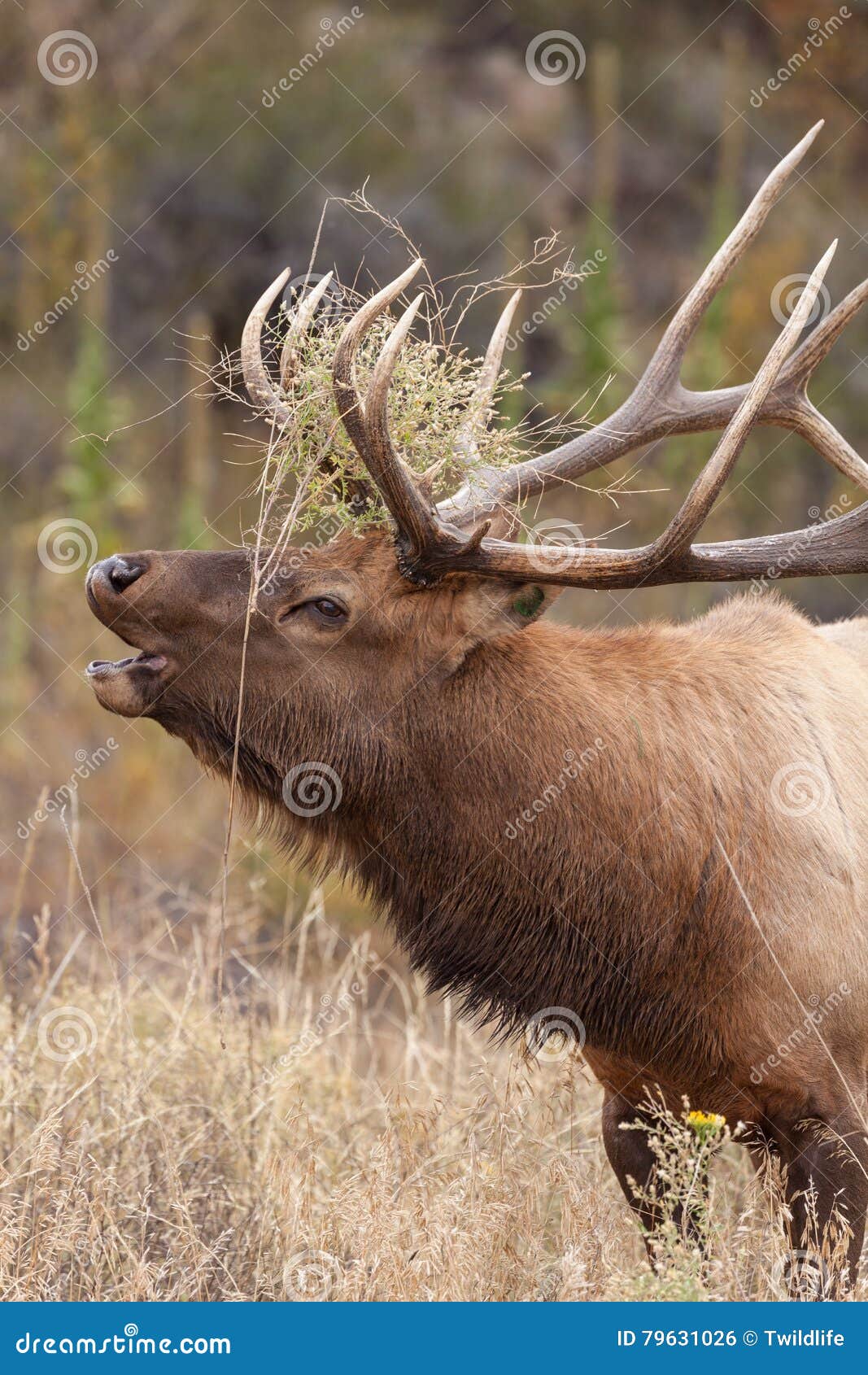 Bull Elk Bugling Portrait stock photo. Image of rutting - 79631026