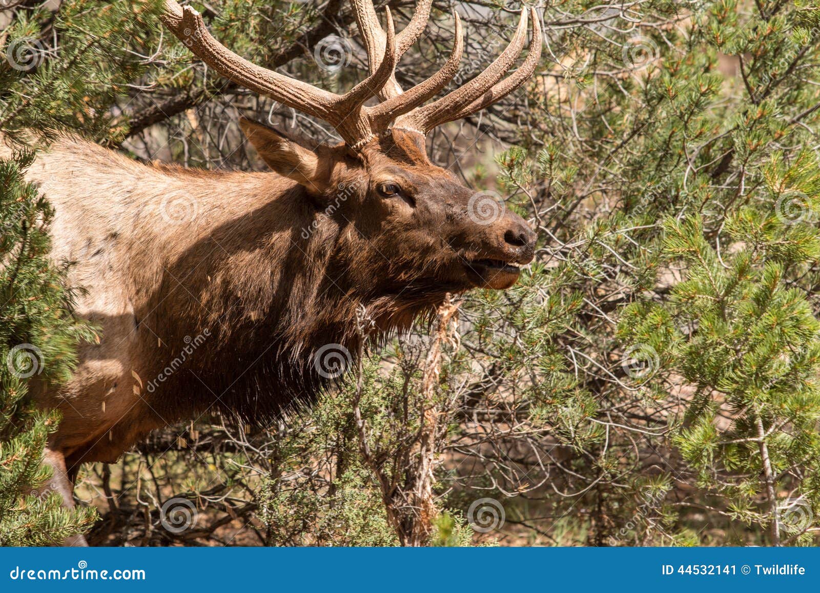 Bull Elk Bugling Portrait stock image. Image of mammal - 44532141