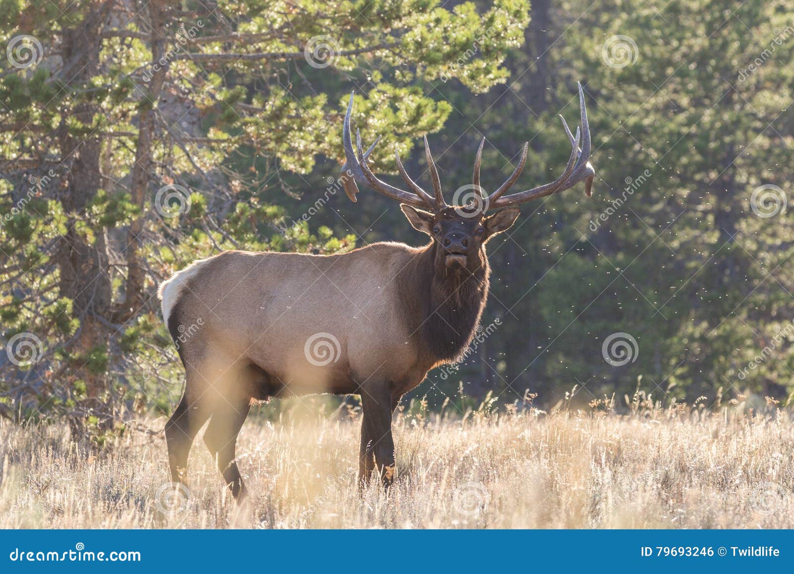 Bull Elk Bugling in Rut stock photo. Image of wyoming - 79693246