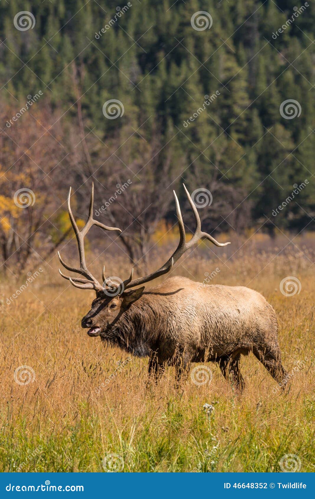 Bull Elk Bugling during the Rut Stock Photo - Image of bugling ...
