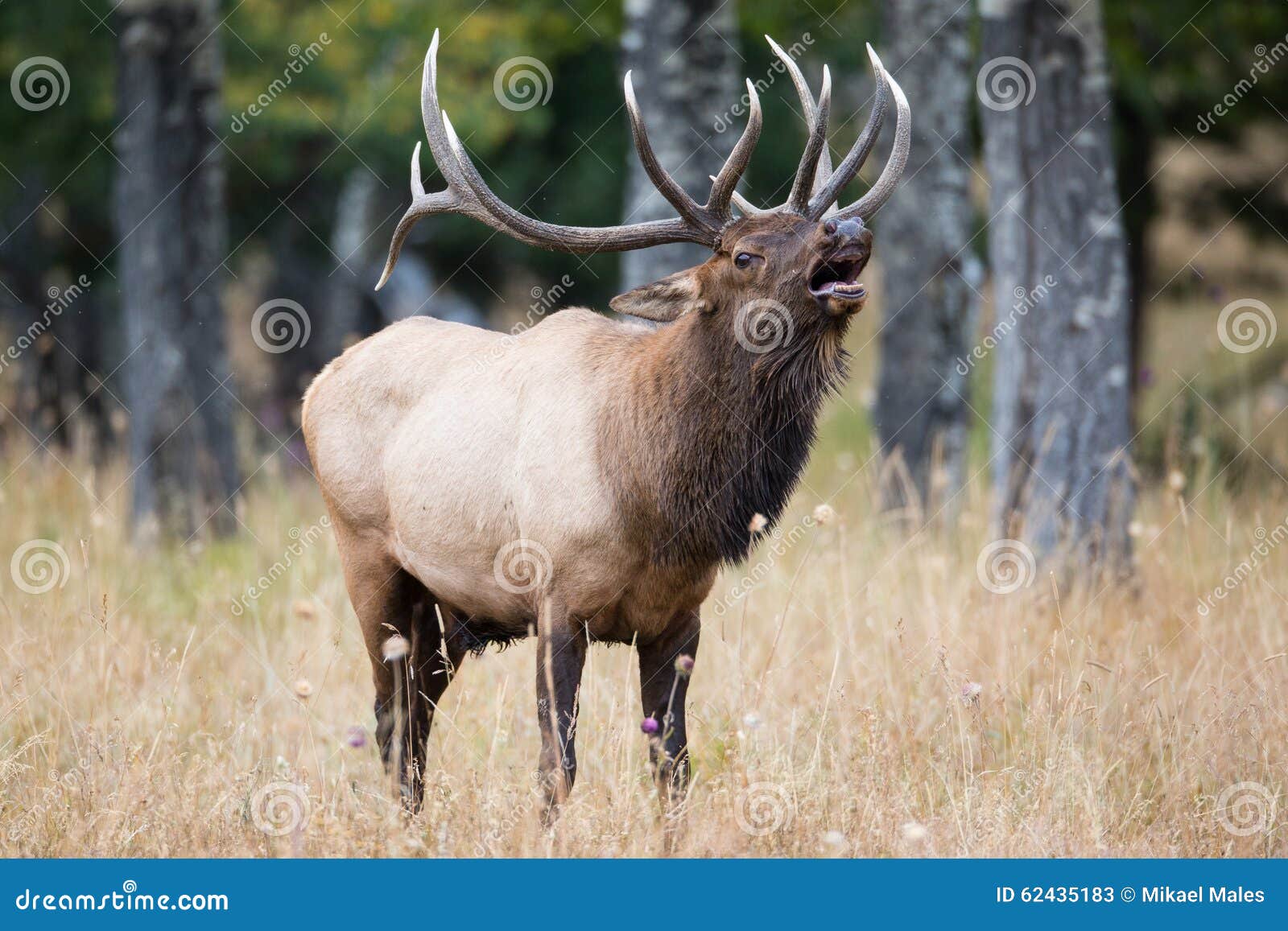 Bull Elk Bugling by Timbers Stock Image - Image of junk, calling: 62435183