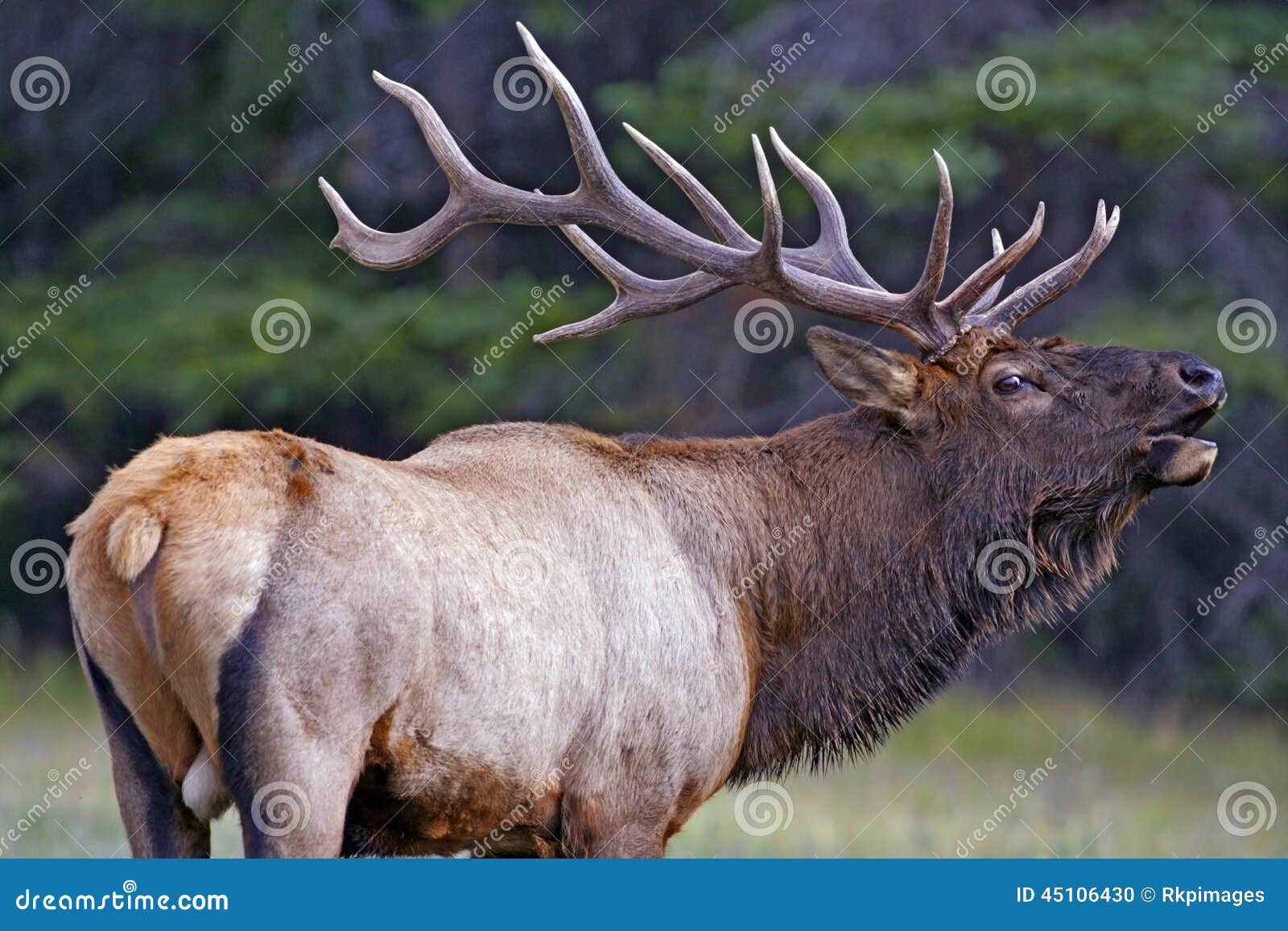Bull Elk calling stock photo. Image of males, large, detail - 45106430