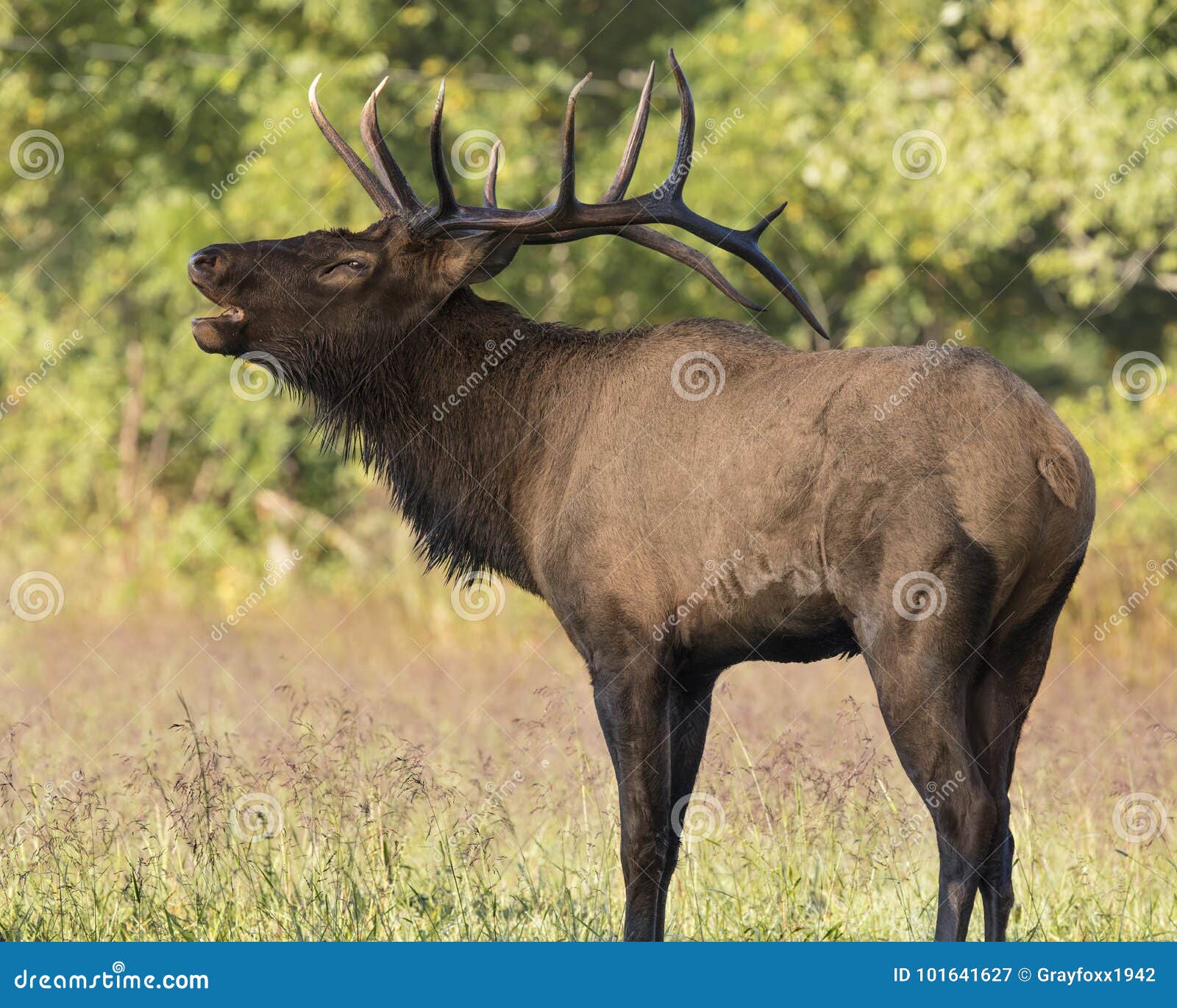 Bugling Elk stock image. Image of prey, bugling, ewes - 101641627