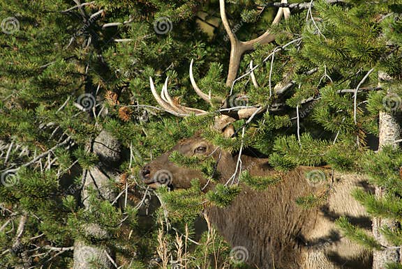 Bull Elk in Camo stock image. Image of nature, elaphus - 1335747