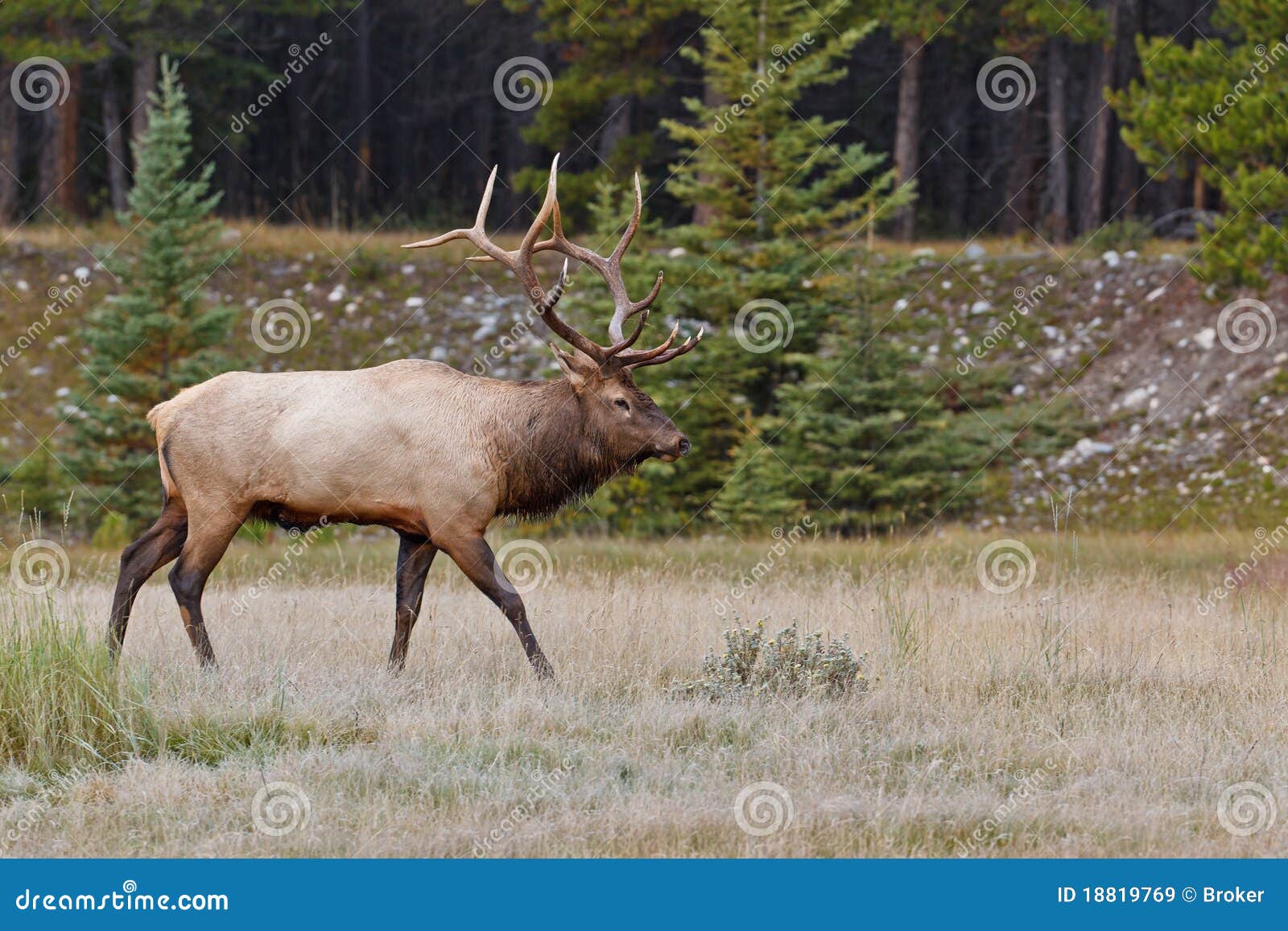 Bull Elk, Cervus Canadensis, Great Smoky Mountains,Cherokee, North ...