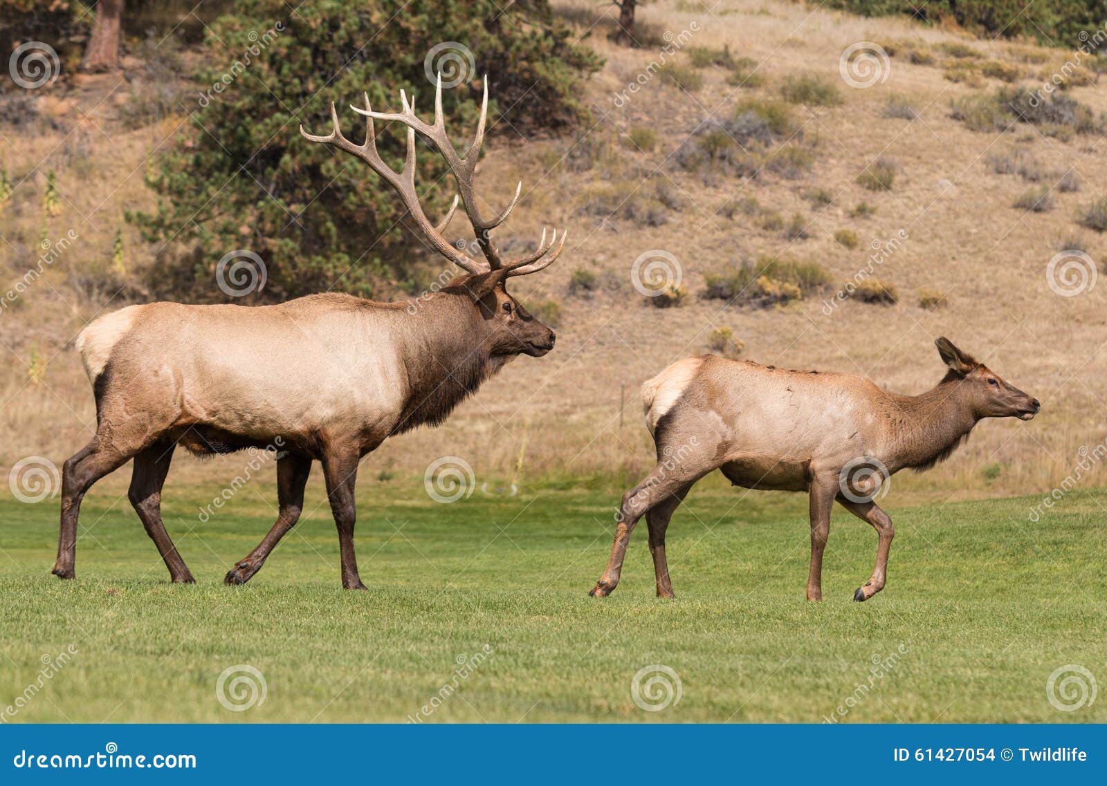 Bull Elk and Cow in Rut stock photo. Image of wild, outdoors - 61427054