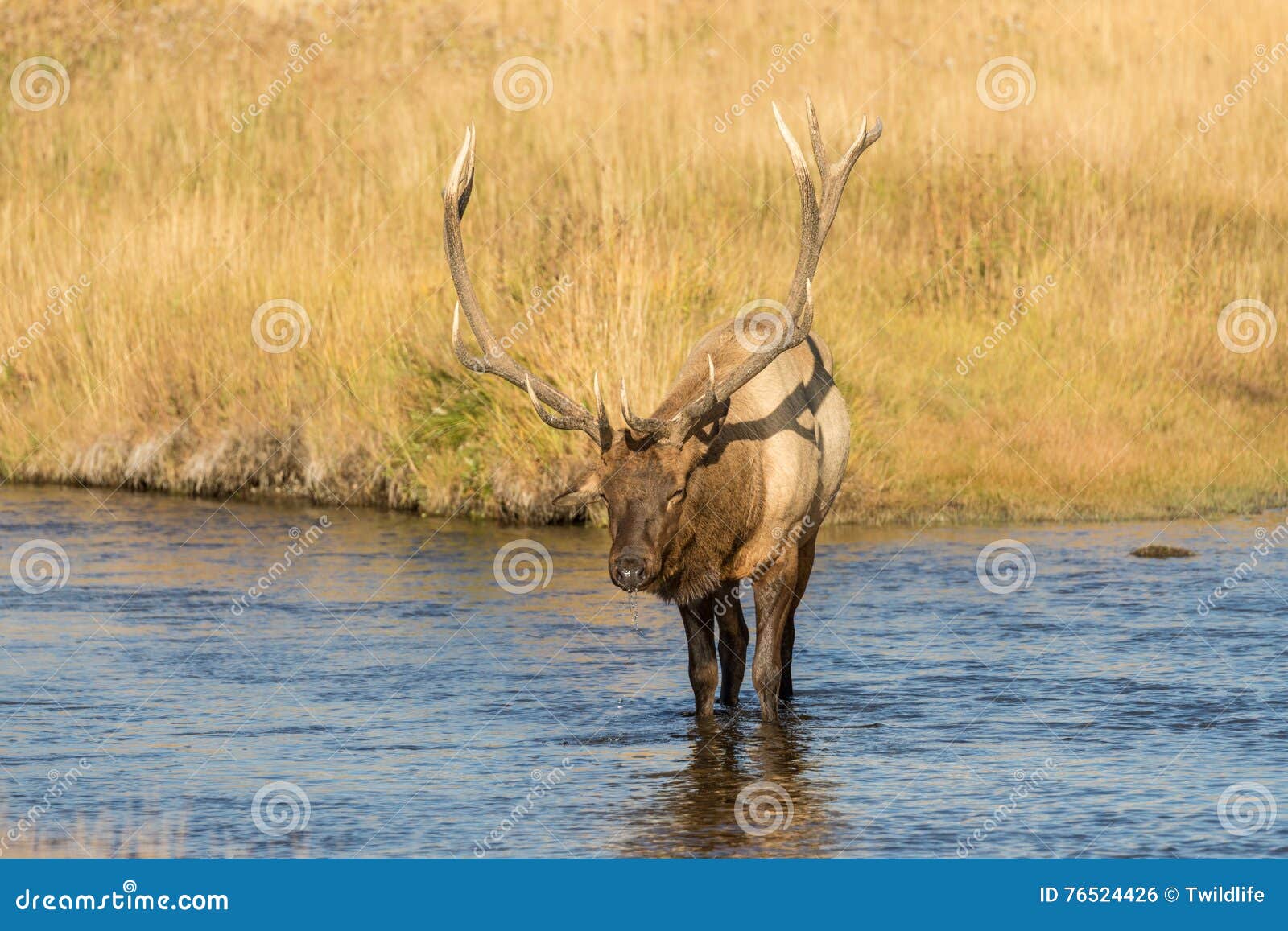 Bull Elk Crossing a River stock photo. Image of outdoors - 76524426