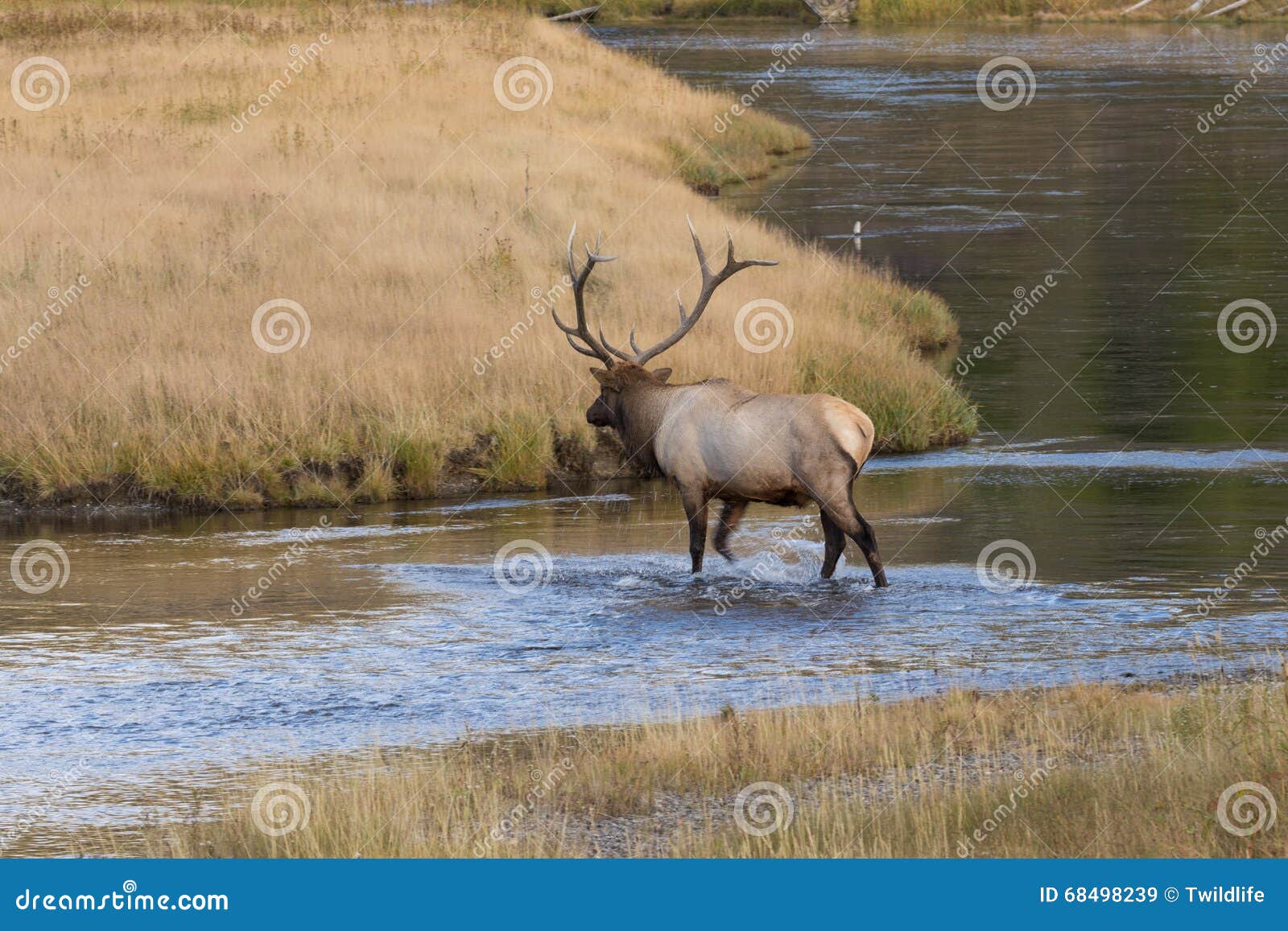 Bull Elk Crossing a River stock image. Image of wyoming - 68498239