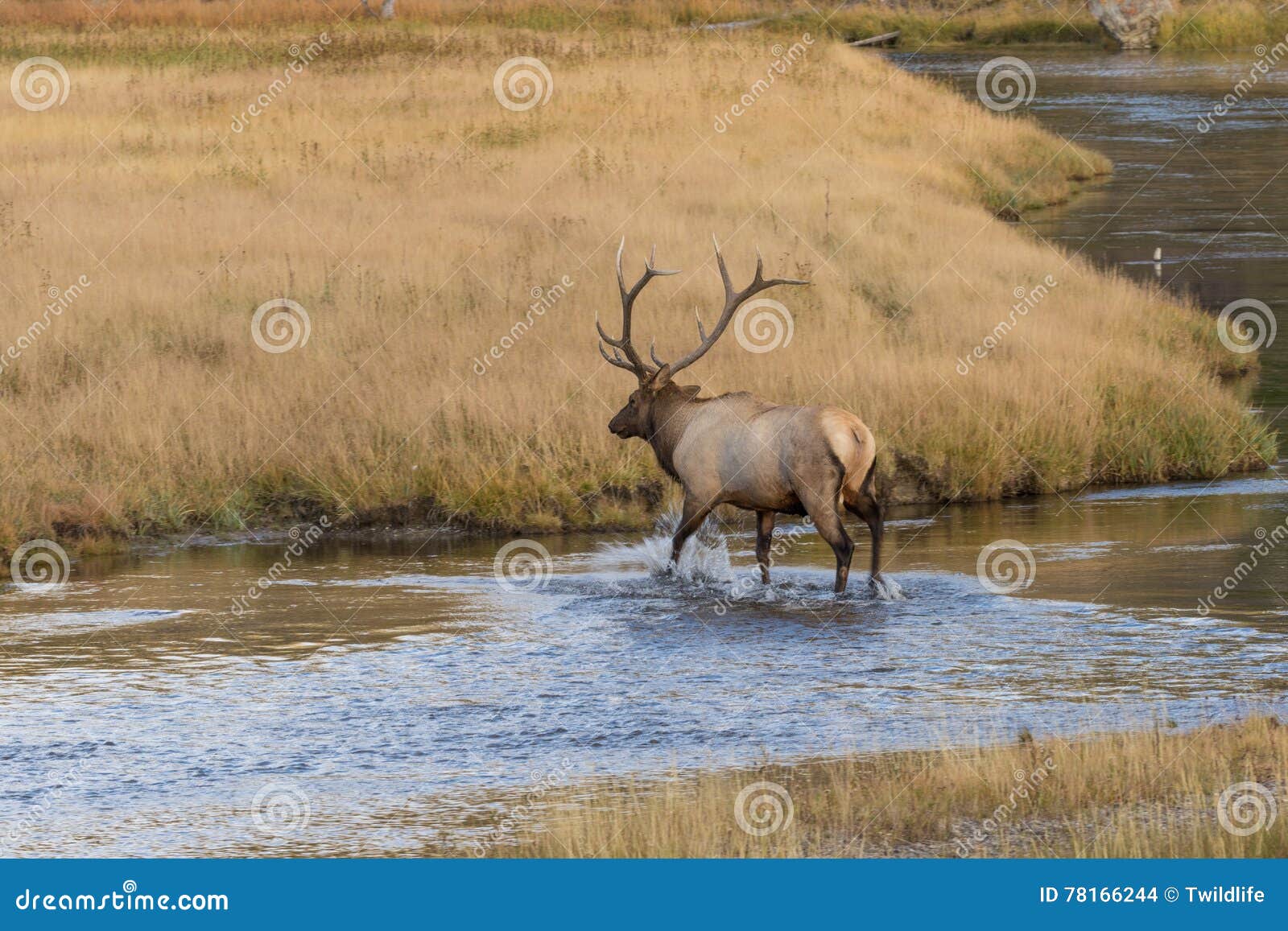 Bull Elk Crossing River stock photo. Image of wapiti - 78166244