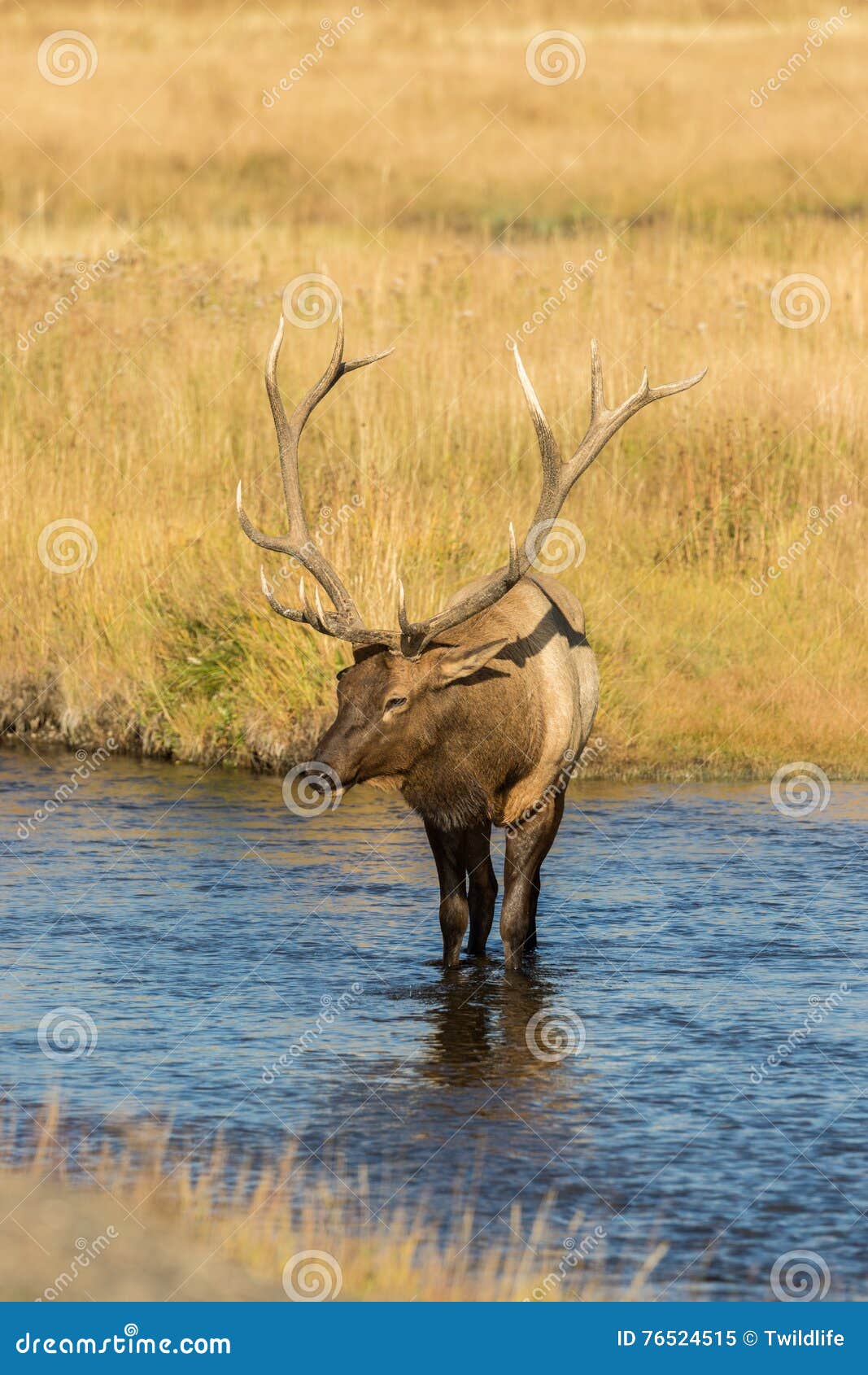 Bull Elk Crossing a Stream stock image. Image of river - 76524515