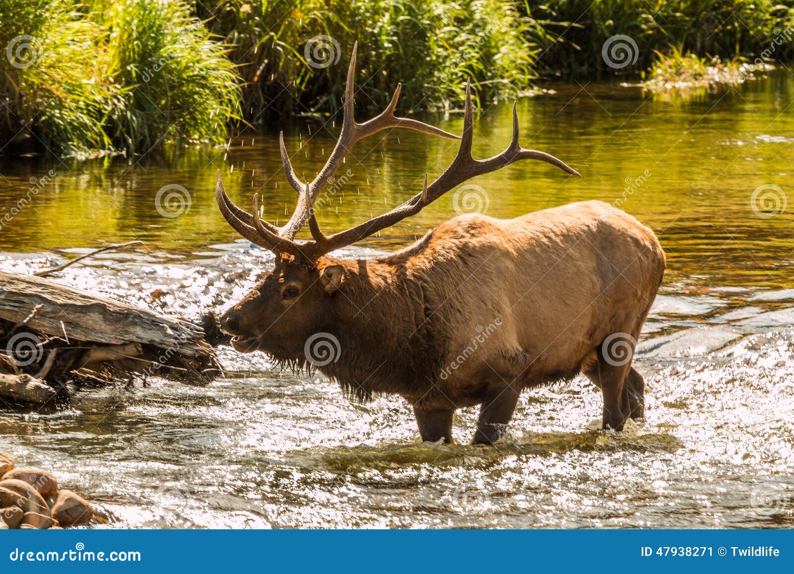Bull Elk Crossing Stream Bugling Stock Image - Image of wapiti ...