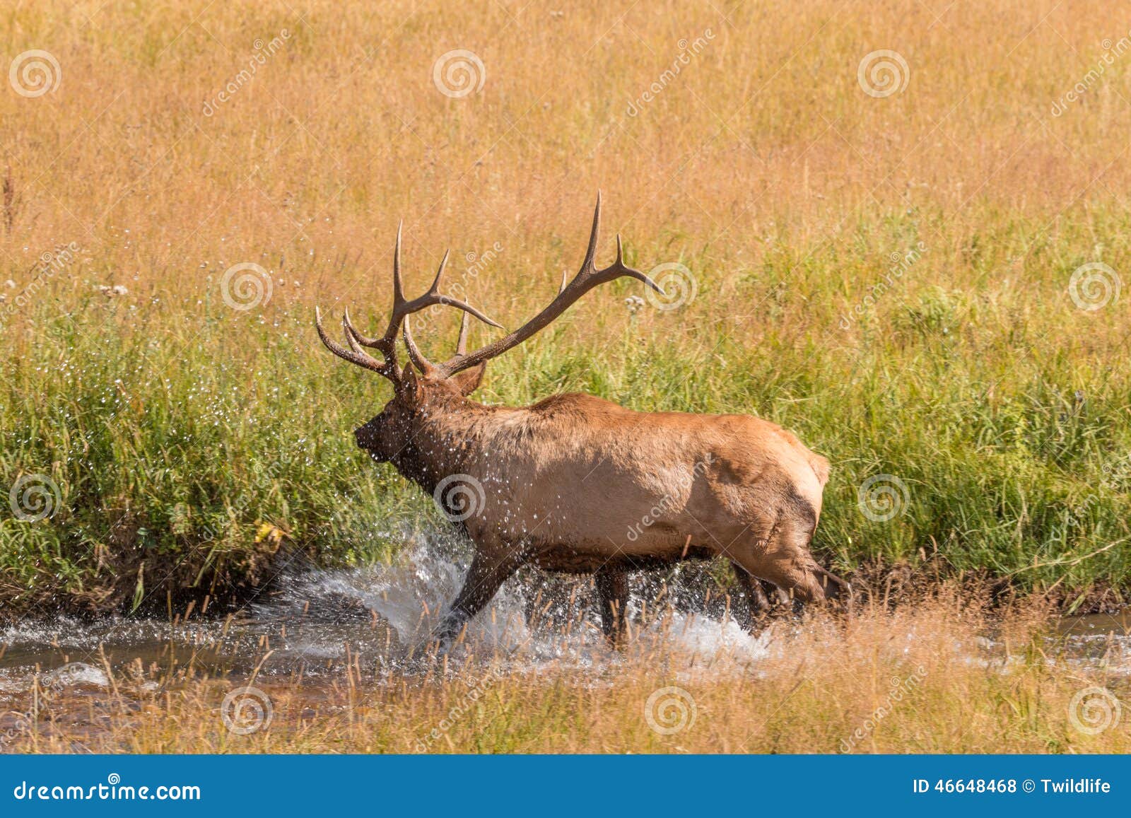 Bull Elk Crossing Stream stock photo. Image of colorado - 46648468