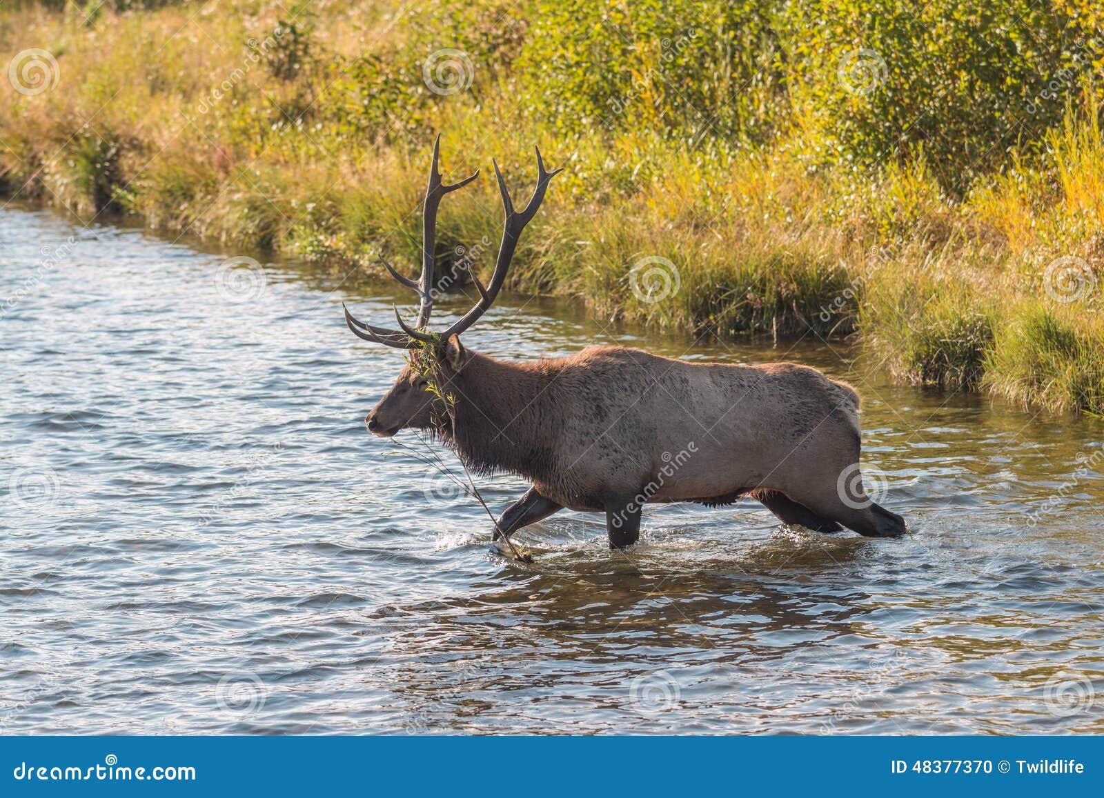 Bull Elk Crossing a Stream stock photo. Image of mammal - 48377370