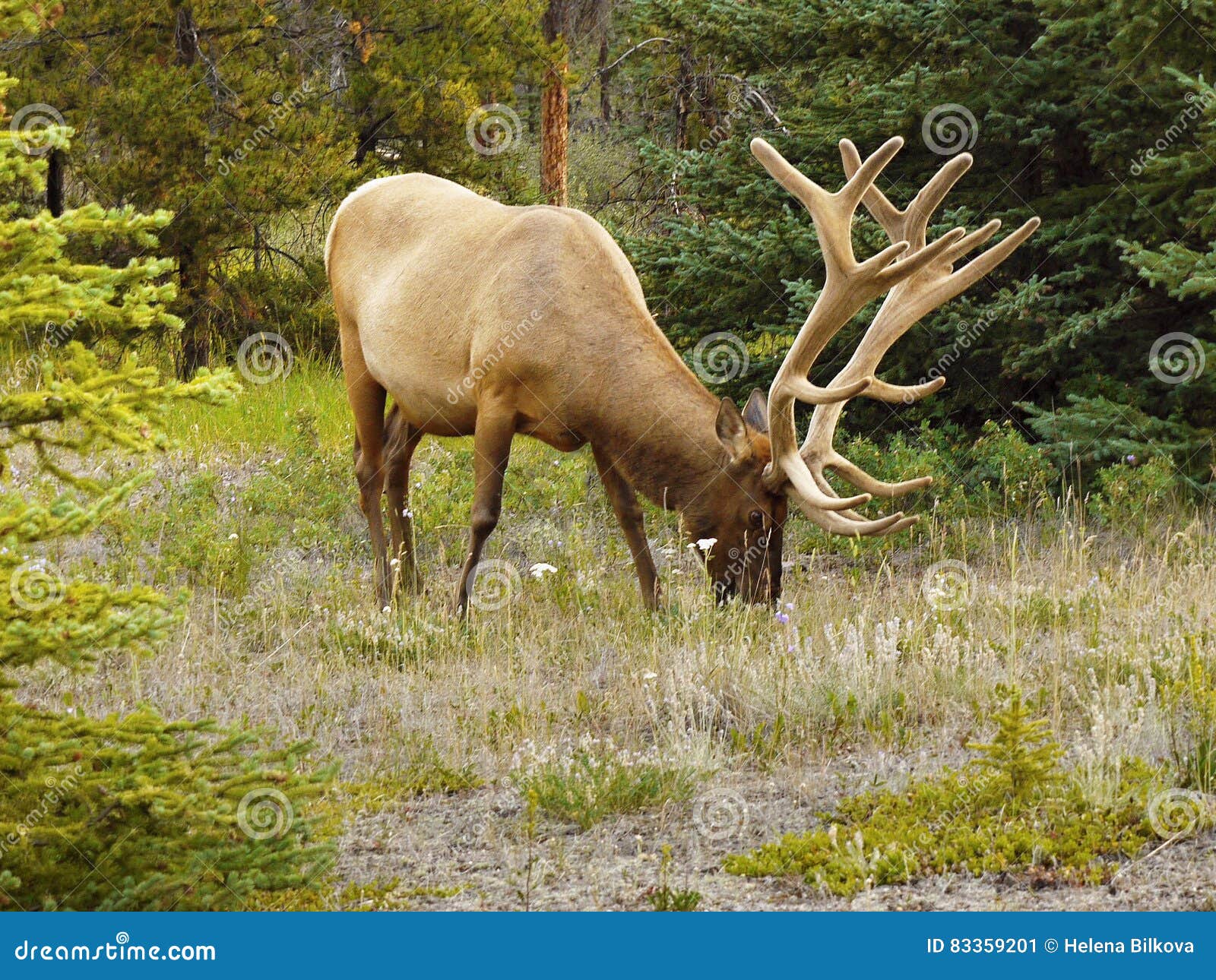 Bull Elk stock image. Image of canadian, buck, saskatchewan - 83359201
