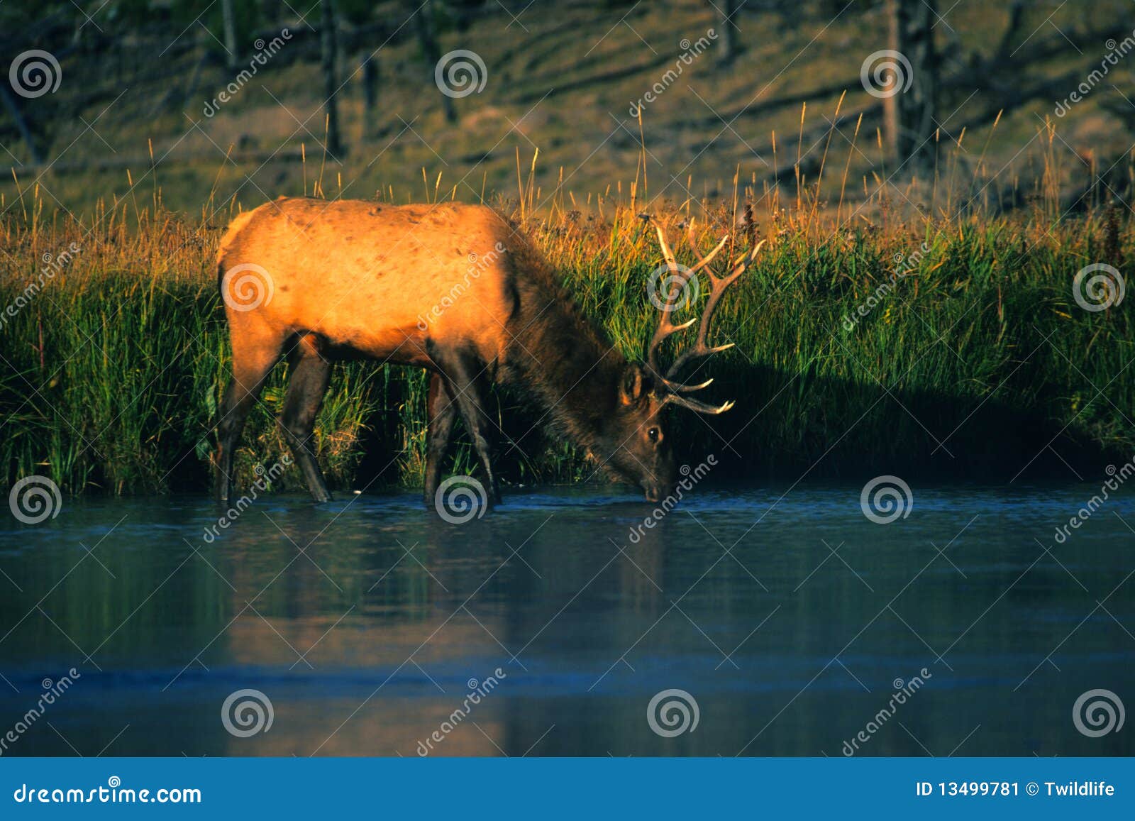 Bull Elk Drinking stock image. Image of mountain, ungulate - 13499781