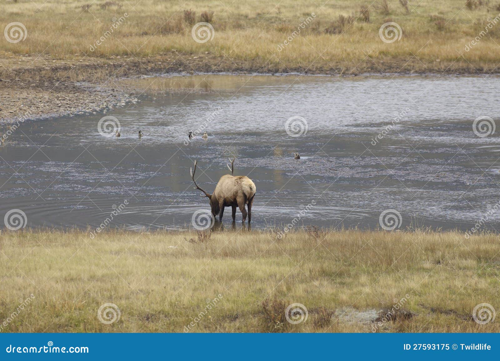 Bull Elk Drinking stock image. Image of bull, mountain - 27593175