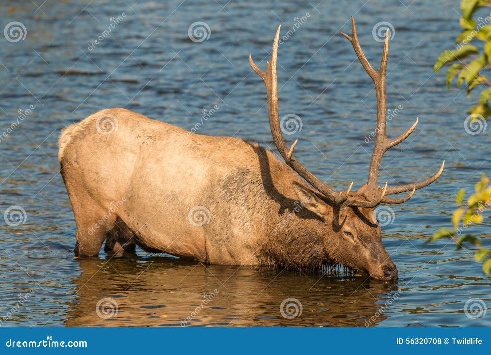 Bull Elk Drinking stock photo. Image of wapiti, drinking - 56320708