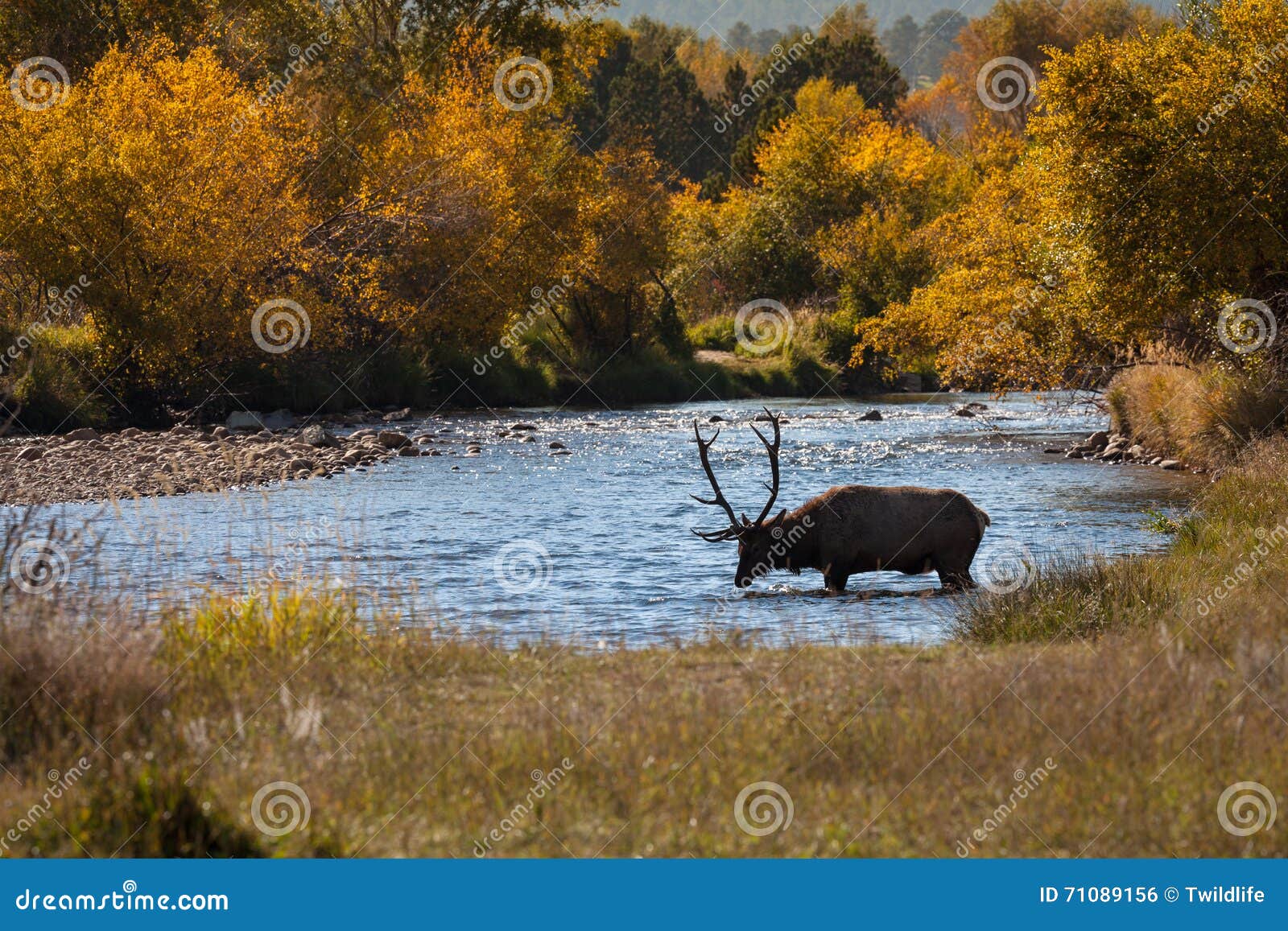 Bull Elk in Drinking in River Stock Photo - Image of mammal, river ...
