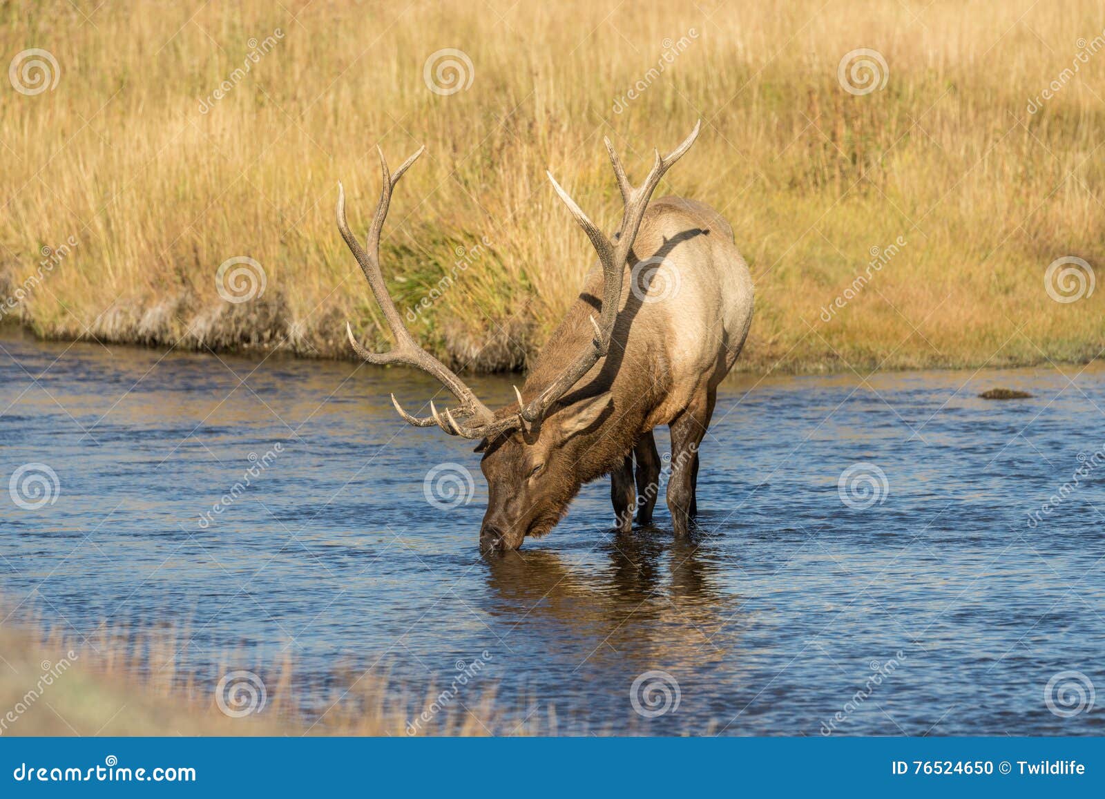 Bull Elk Drinking in a Stream Stock Photo - Image of drinking, nature ...