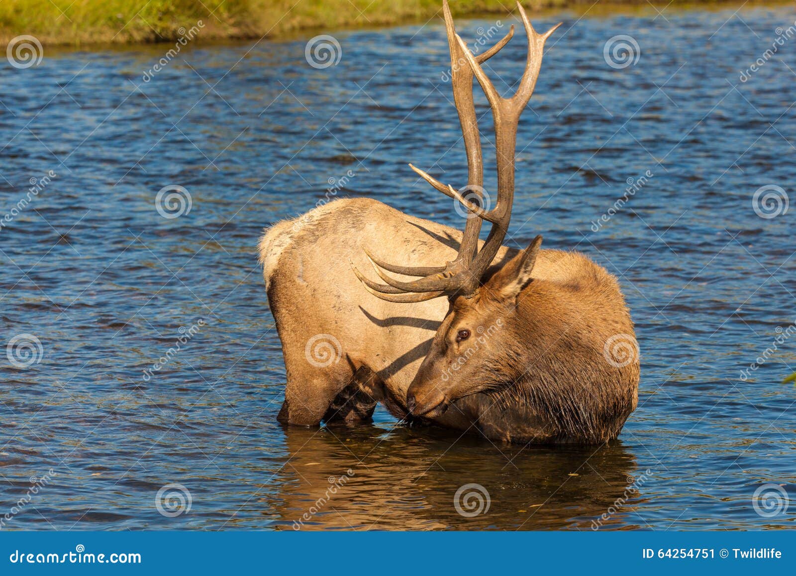 Bull Elk Drinking in Stream Stock Image - Image of fall, nature: 64254751