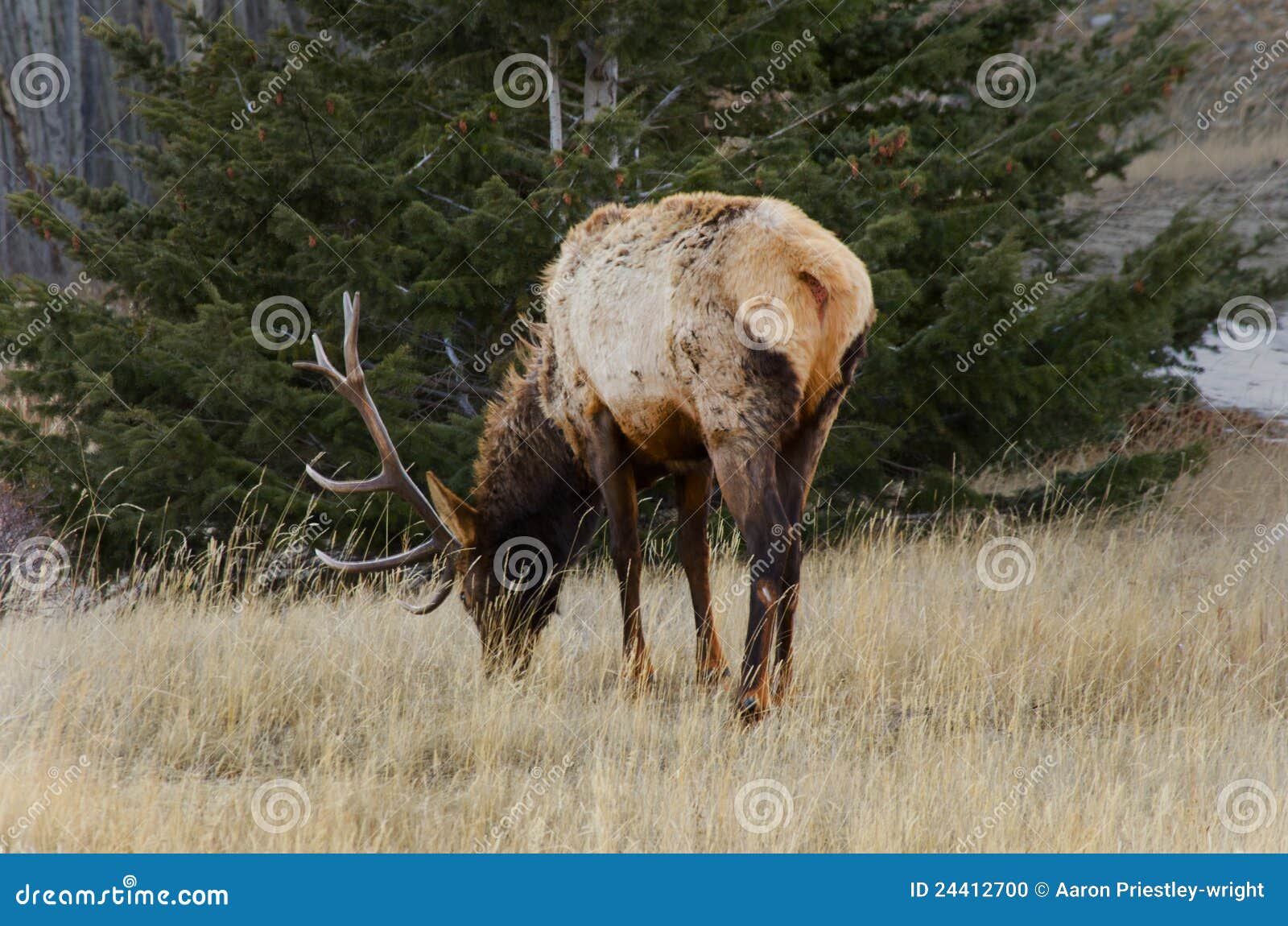 Bull Elk Eating stock photo. Image of antlers, tree, bent - 24412700
