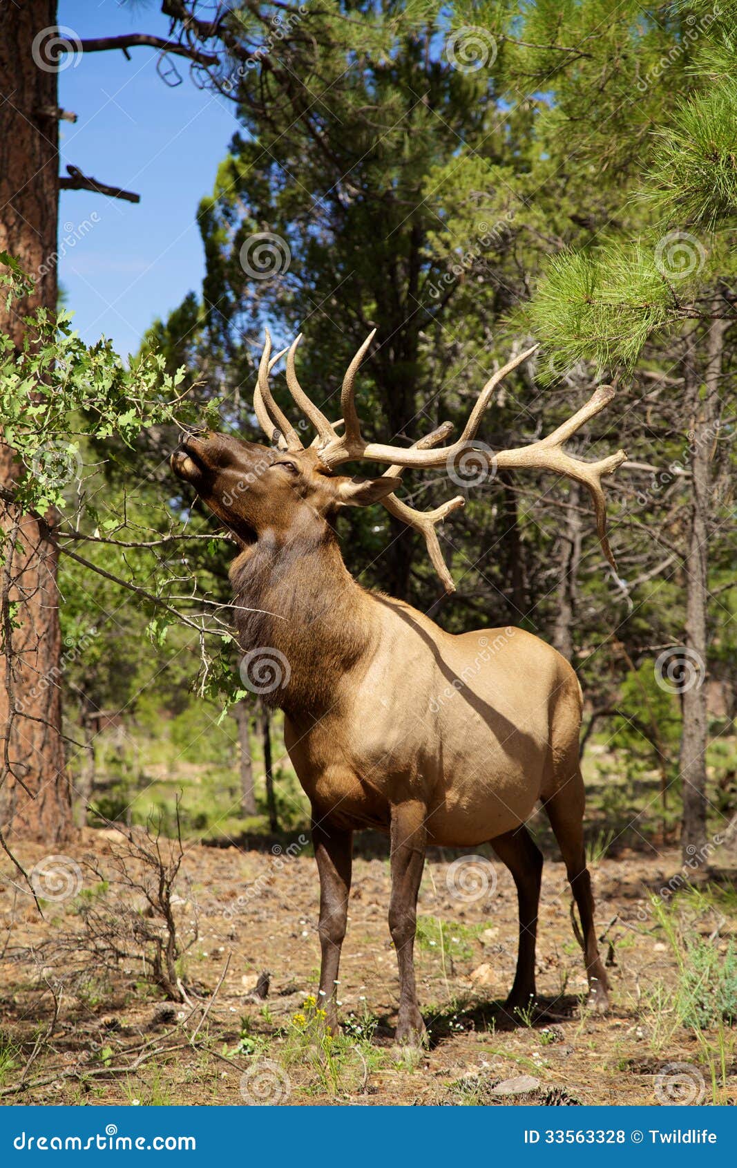 Bull Elk Eating stock photo. Image of wild, wapiti, mammal - 33563328