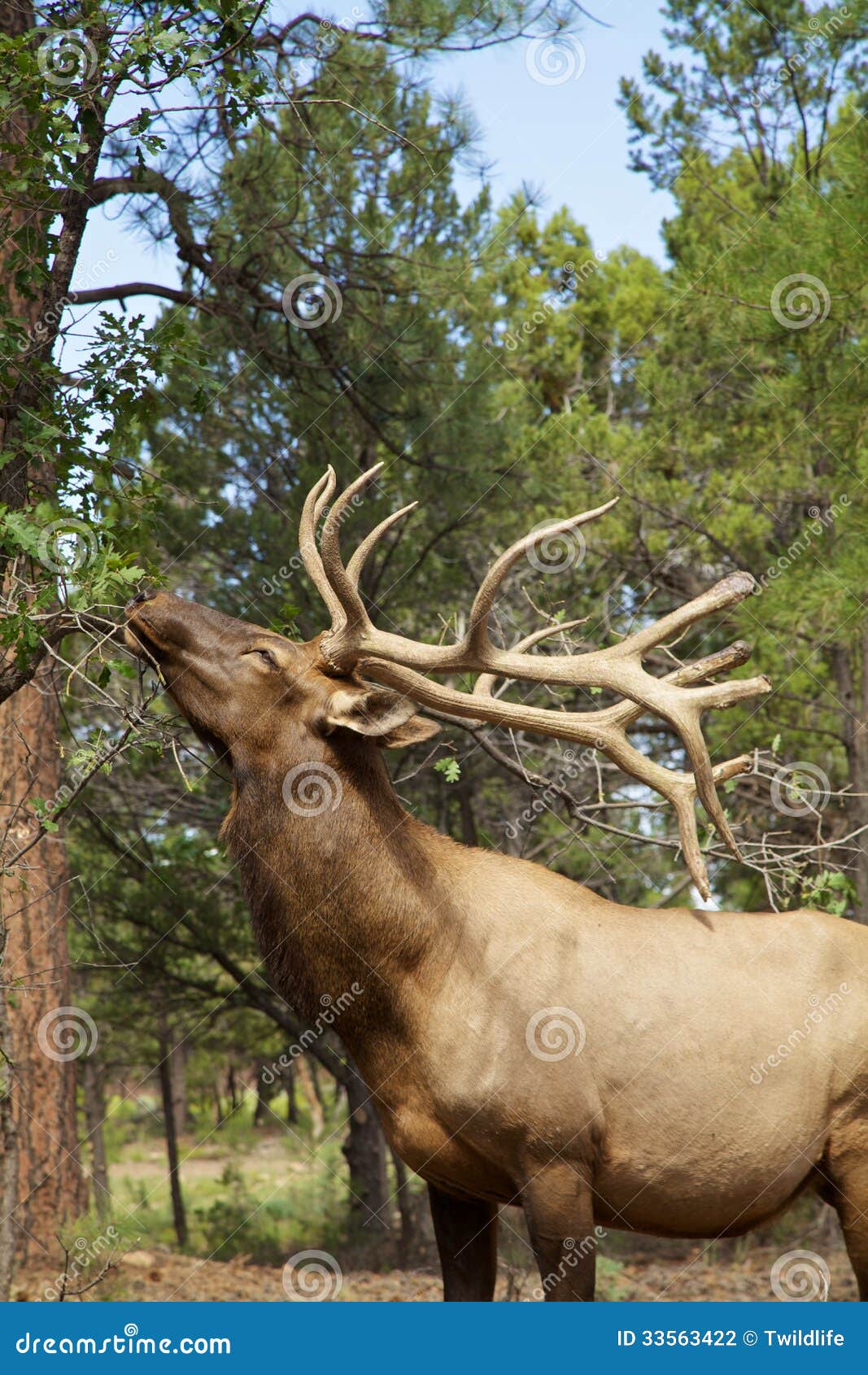 Bull Elk Eating Leaves stock photo. Image of wapiti, mountains - 33563422