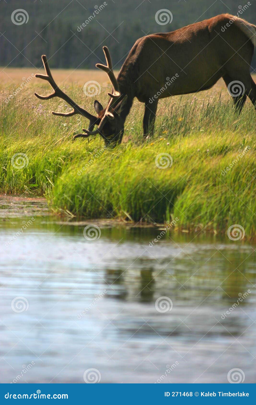 Bull elk eating by stream stock photo. Image of mountains - 271468