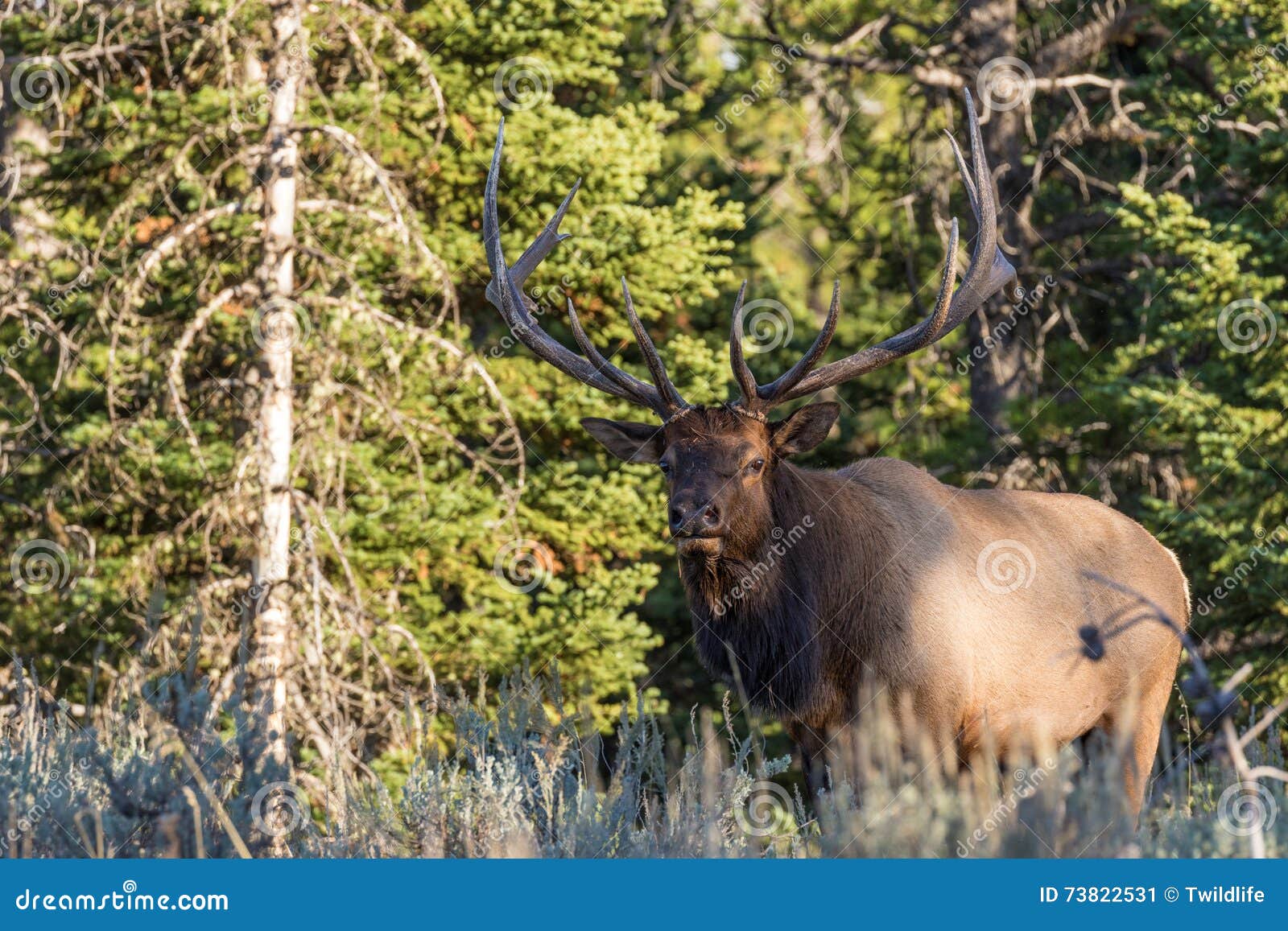 Bull Elk Emerging from Timber Stock Image - Image of wildlife, nature ...